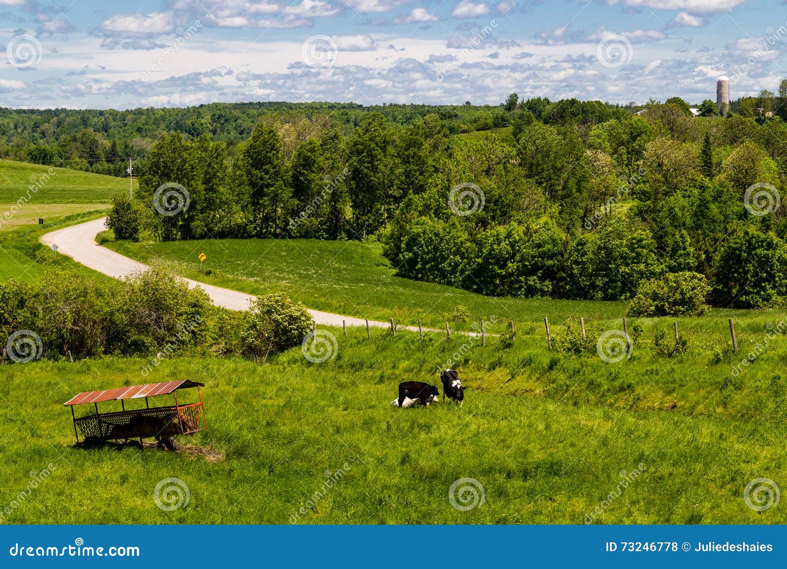 Holstein Friesians Cow in the Pasture. Stock Photo - Image of female ...