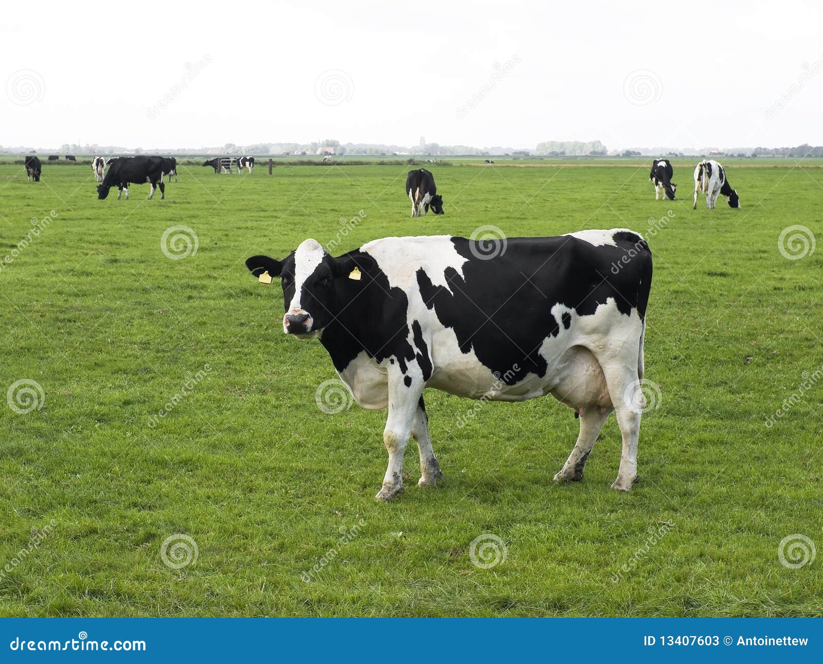 Holstein-Frisian Cow Standing in Meadow Stock Image - Image of domestic ...