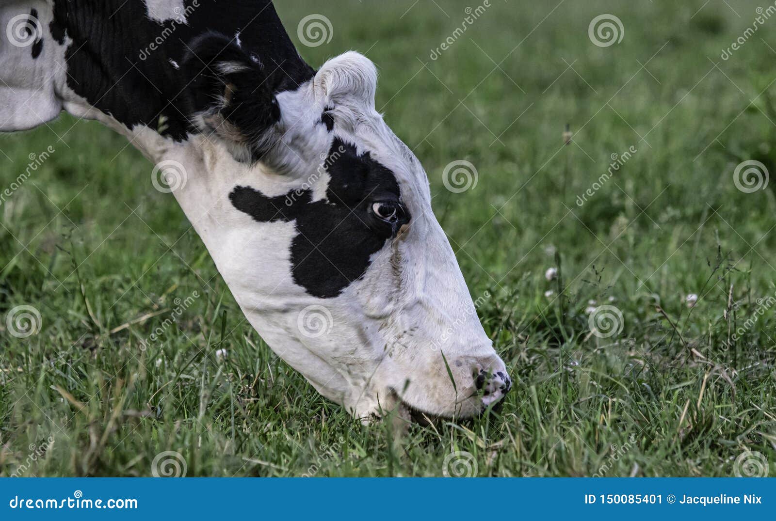 Holstein head grazing stock image. Image of green, field - 150085401
