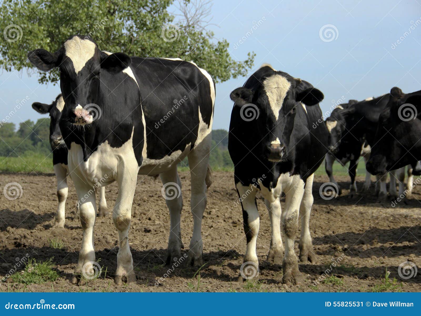 Holstein Herd stock image. Image of field, farm, ranch - 55825531