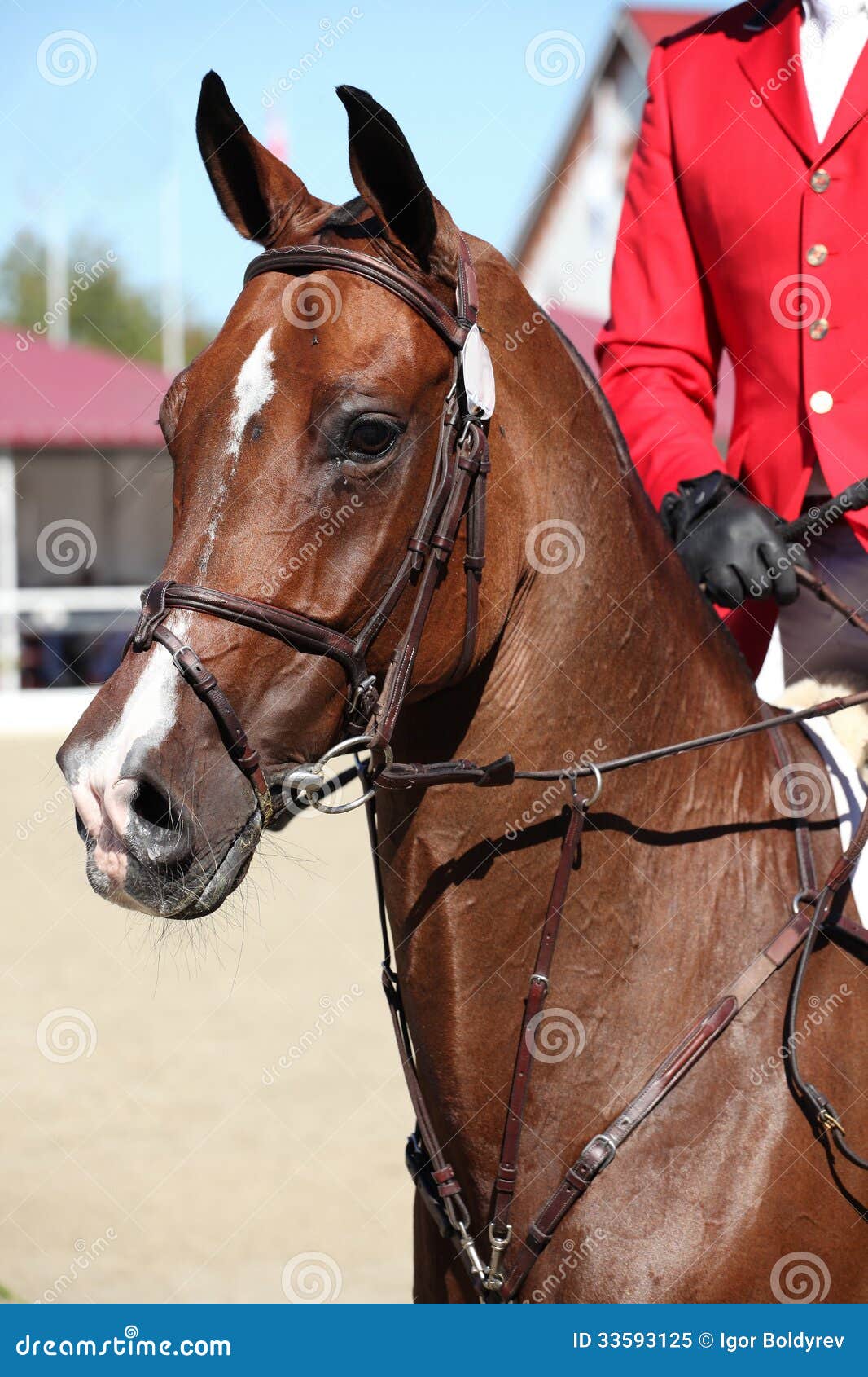 Holsteiner Horse stock image. Image of pasture, paddock - 33593125