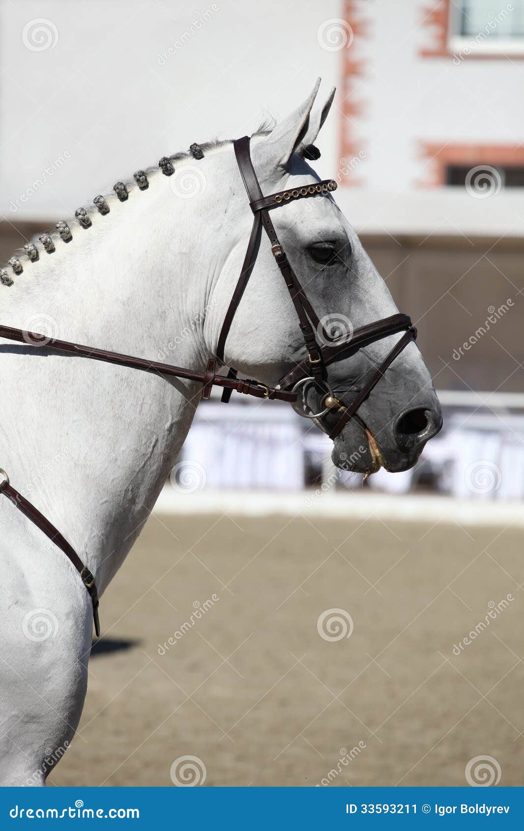 Holsteiner Horse stock image. Image of farm, natural - 33593211