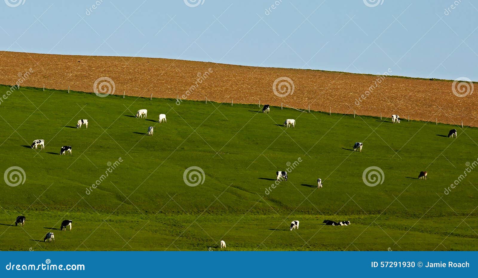 Holsteiner Rinder, Die Felder Weiden Lassen Stockfoto - Bild von wiese ...