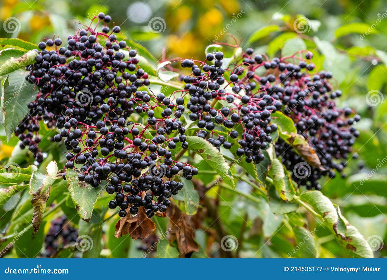 Holmbeerbusch. Schwarze Holunderbeeren Stockbild - Bild von getreide ...