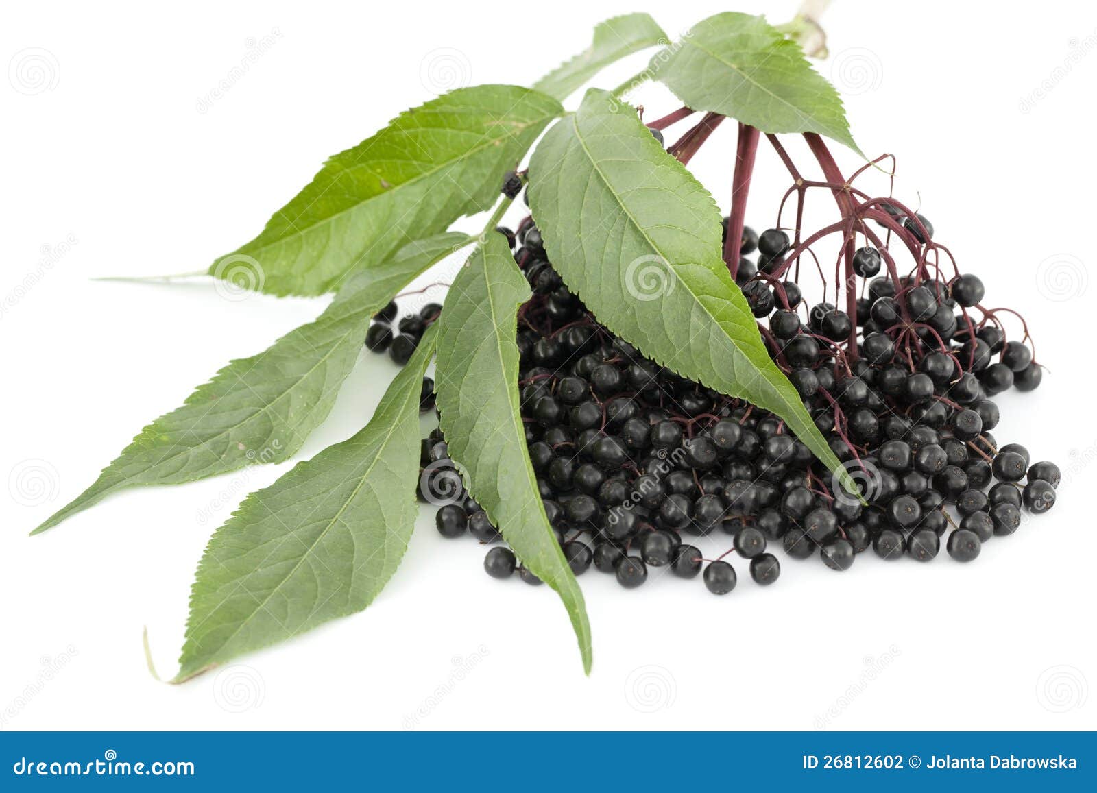 Holunderbeere stockfoto. Bild von kraut, bestandteil - 26812602