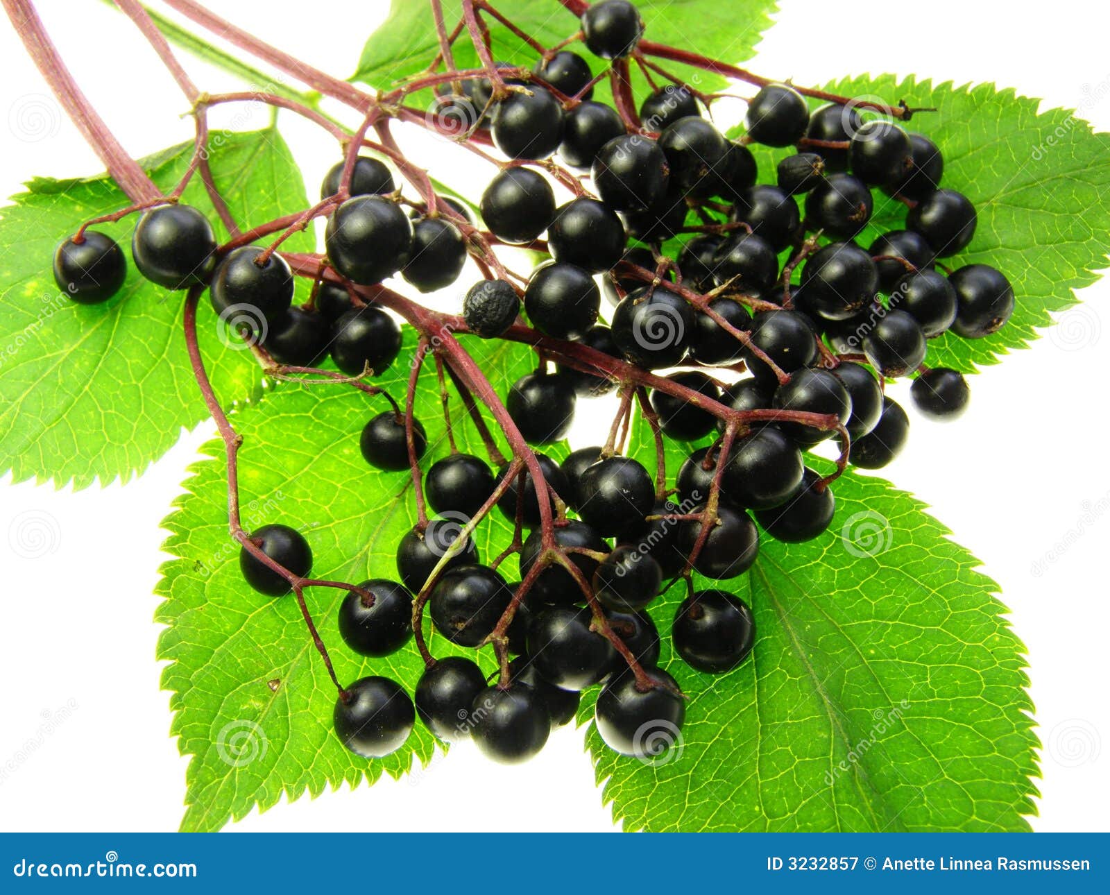 Holunderbeere stockbild. Bild von nahrung, holunderbeeren - 3232857