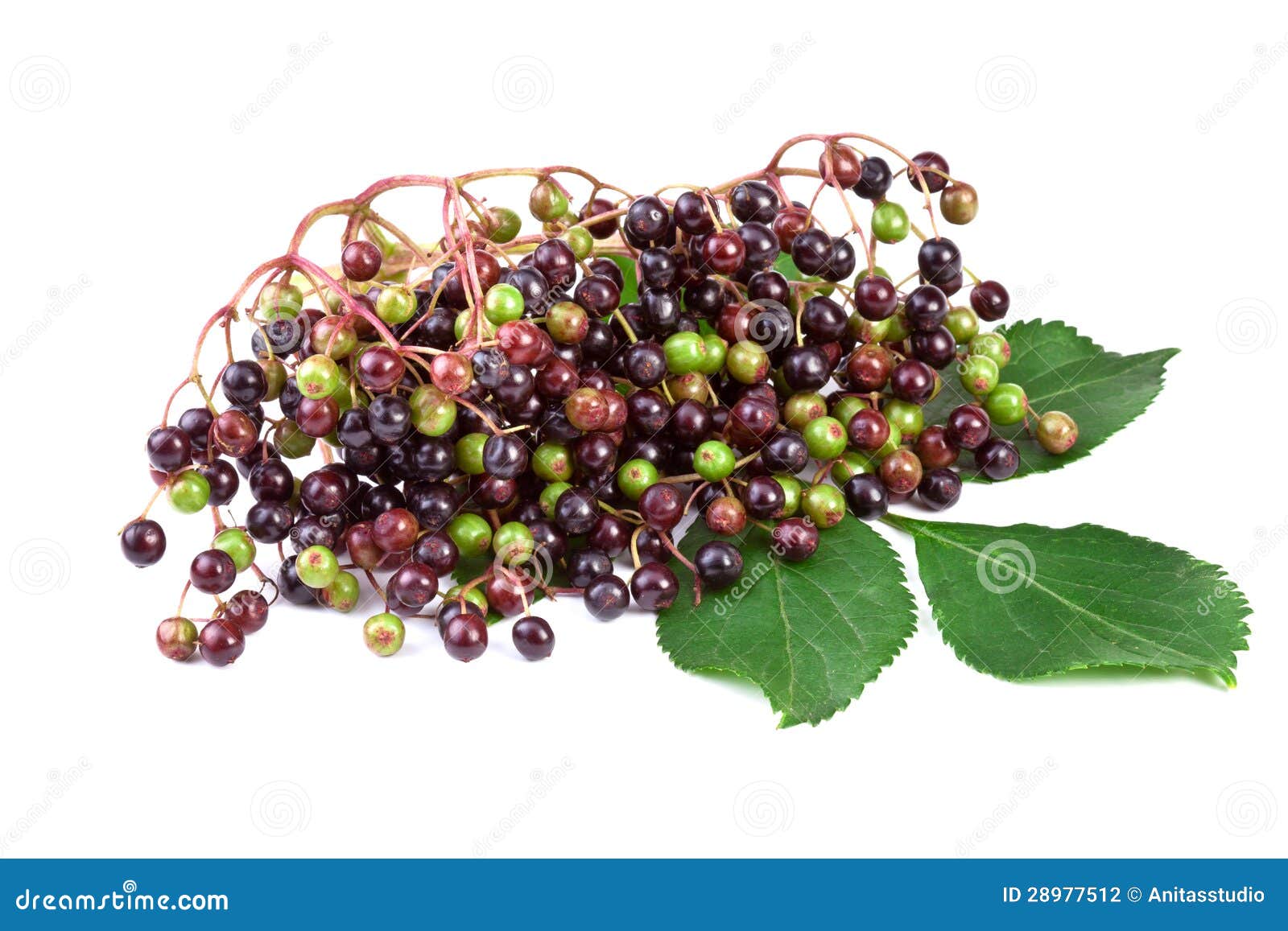 Holunderbeere Mit Den Blättern Getrennt Auf Weiß Stockfoto - Bild von ...