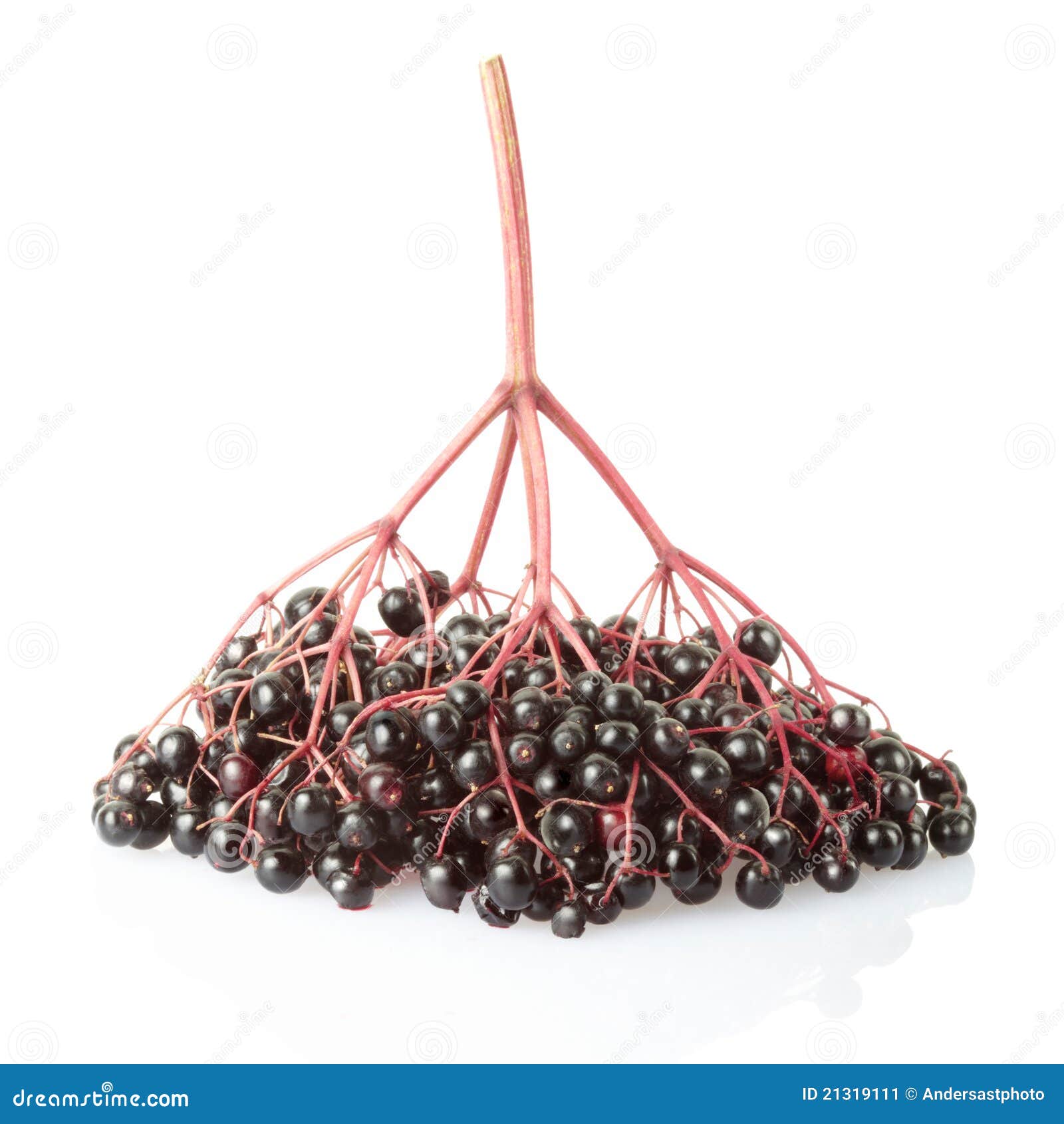 Holunderbeere, Sambucus Nigra Stockbild - Bild von frech, frisch: 21319111