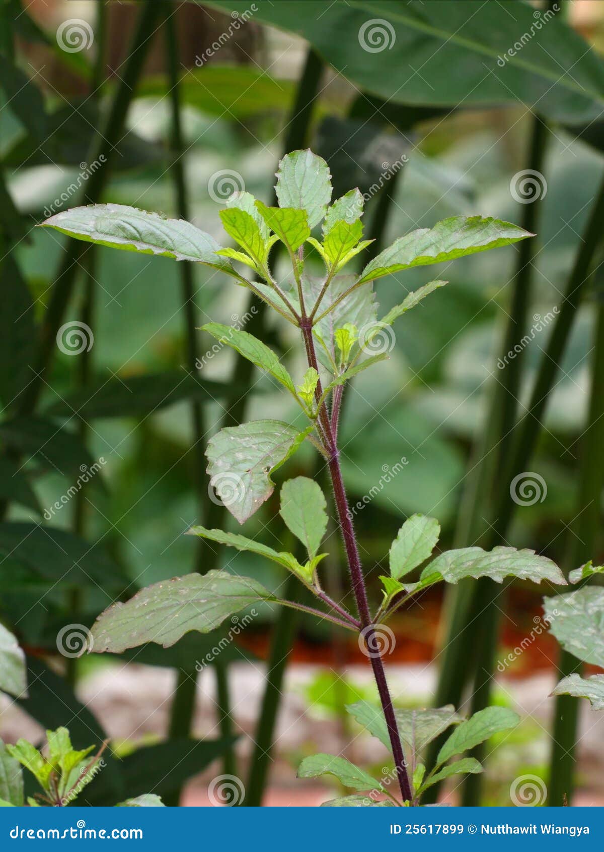 Holy basil stock image. Image of ingredient, sanctum - 25617899