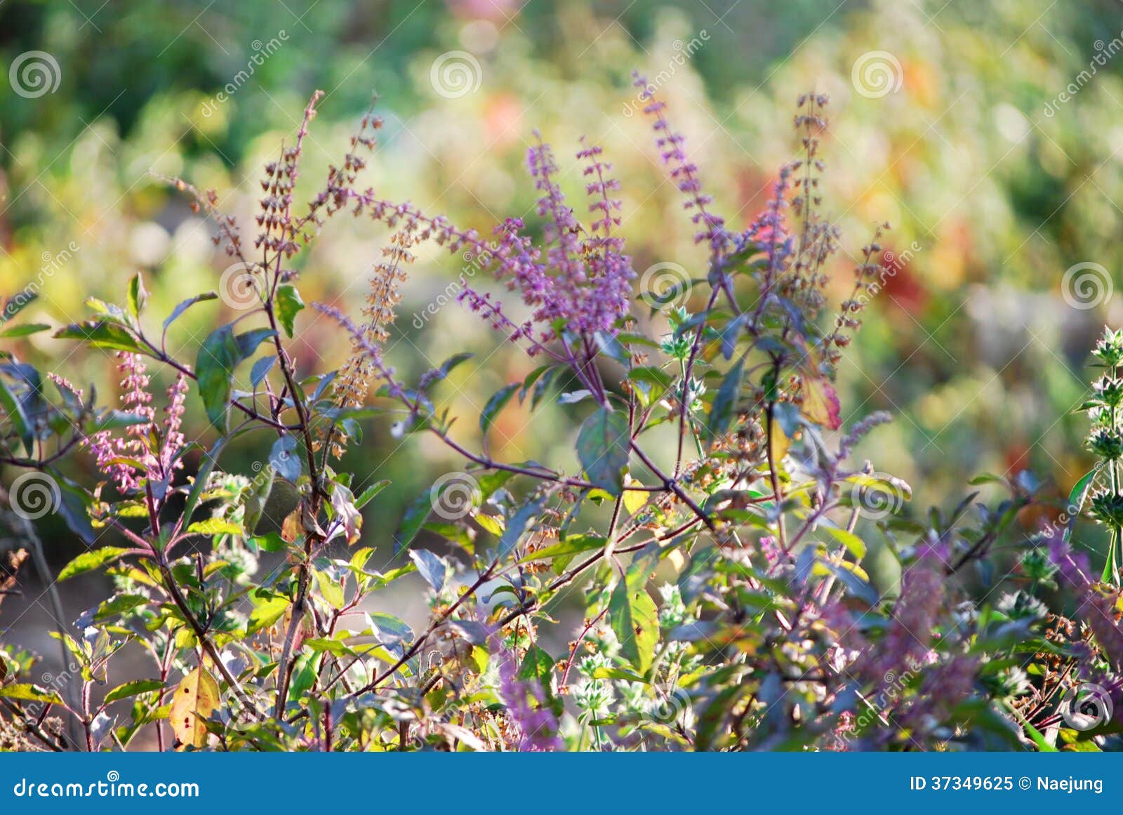Holy basil stock image. Image of health, isolated, natural - 37349625