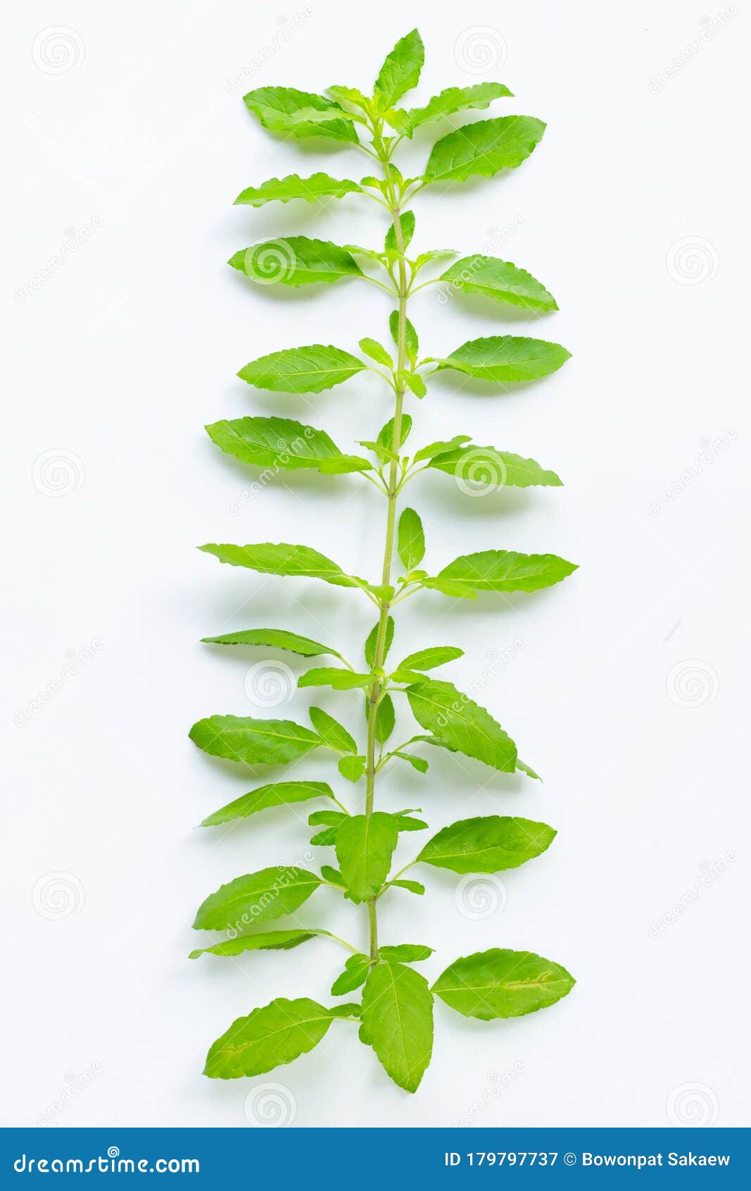 Holy Basil Branch Isolated on White Stock Image - Image of closeup ...