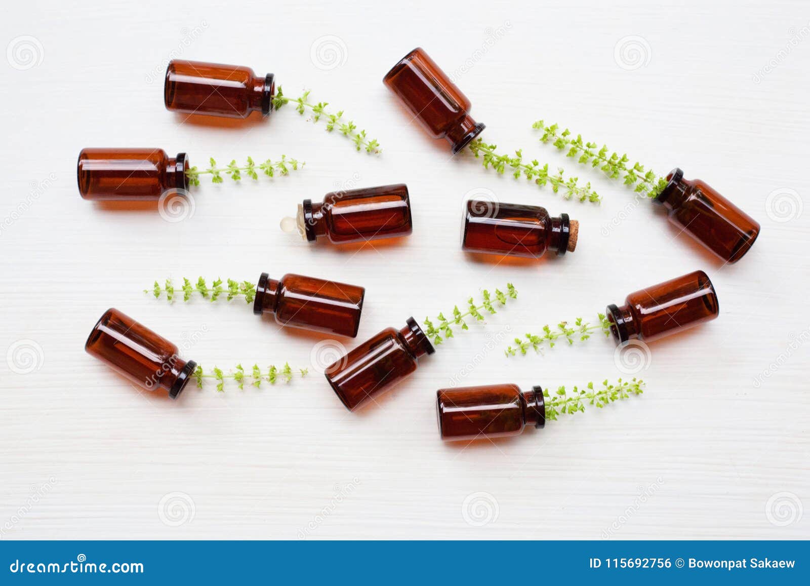 Holy Basil Essential Oil with Holy Basil Flower. Stock Photo - Image of ...