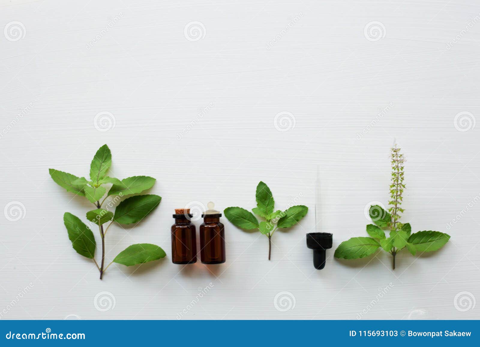 Holy Basil Essential Oil with Leaves. Stock Image - Image of aromatic ...