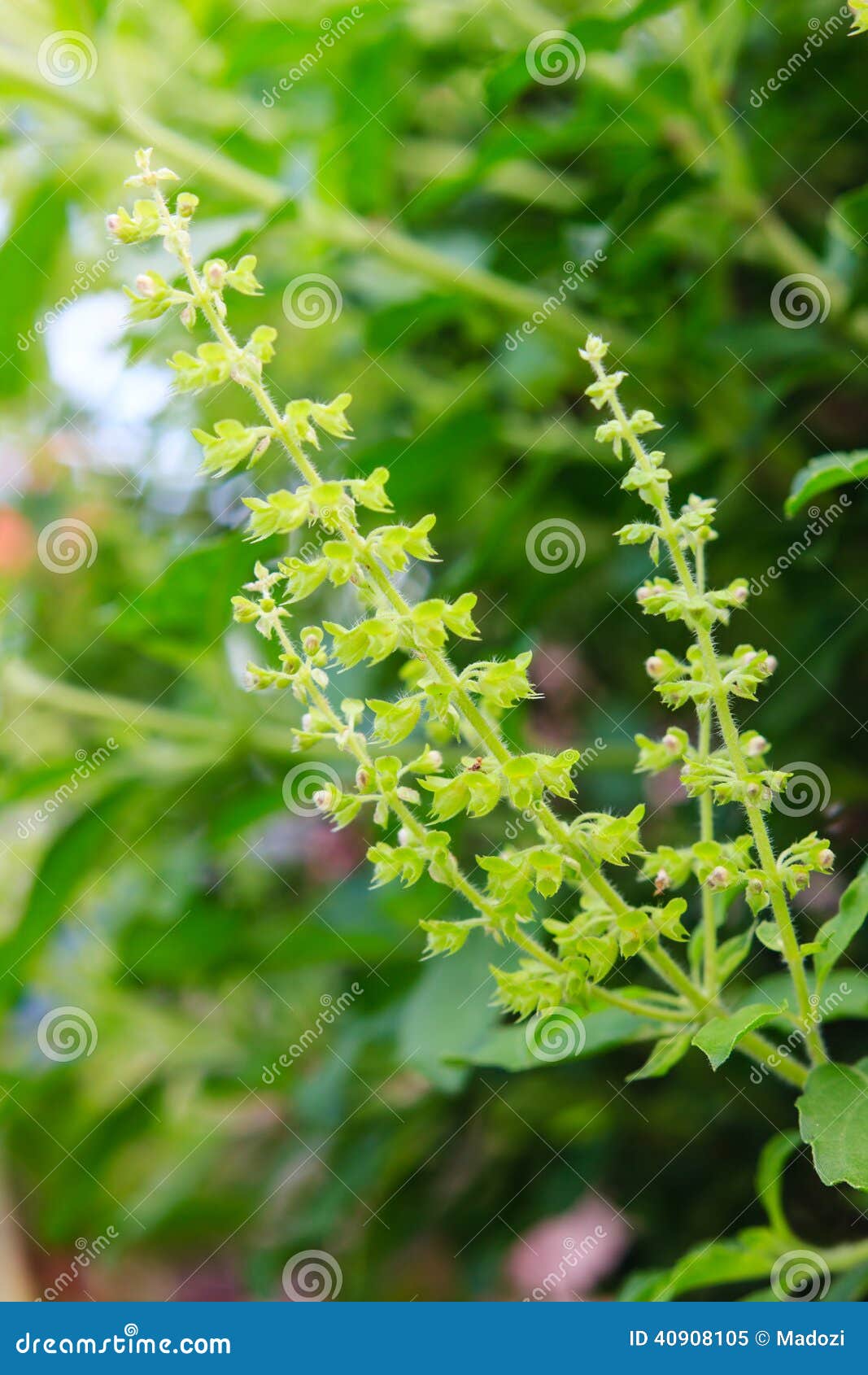 Holy basil flowers stock image. Image of cooking, natural - 40908105