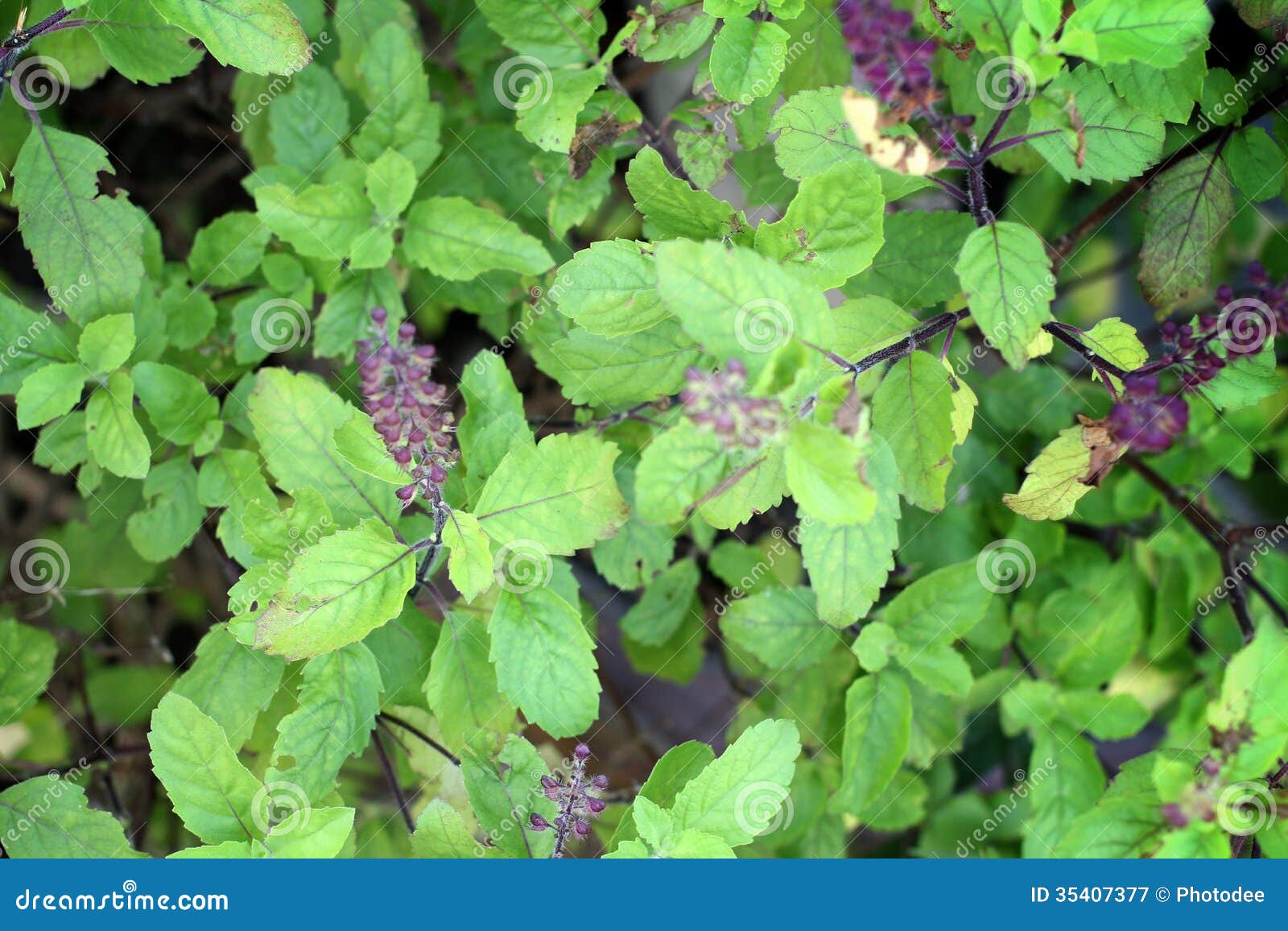 Holy basil stock image. Image of fresh, plant, remedy - 35407377