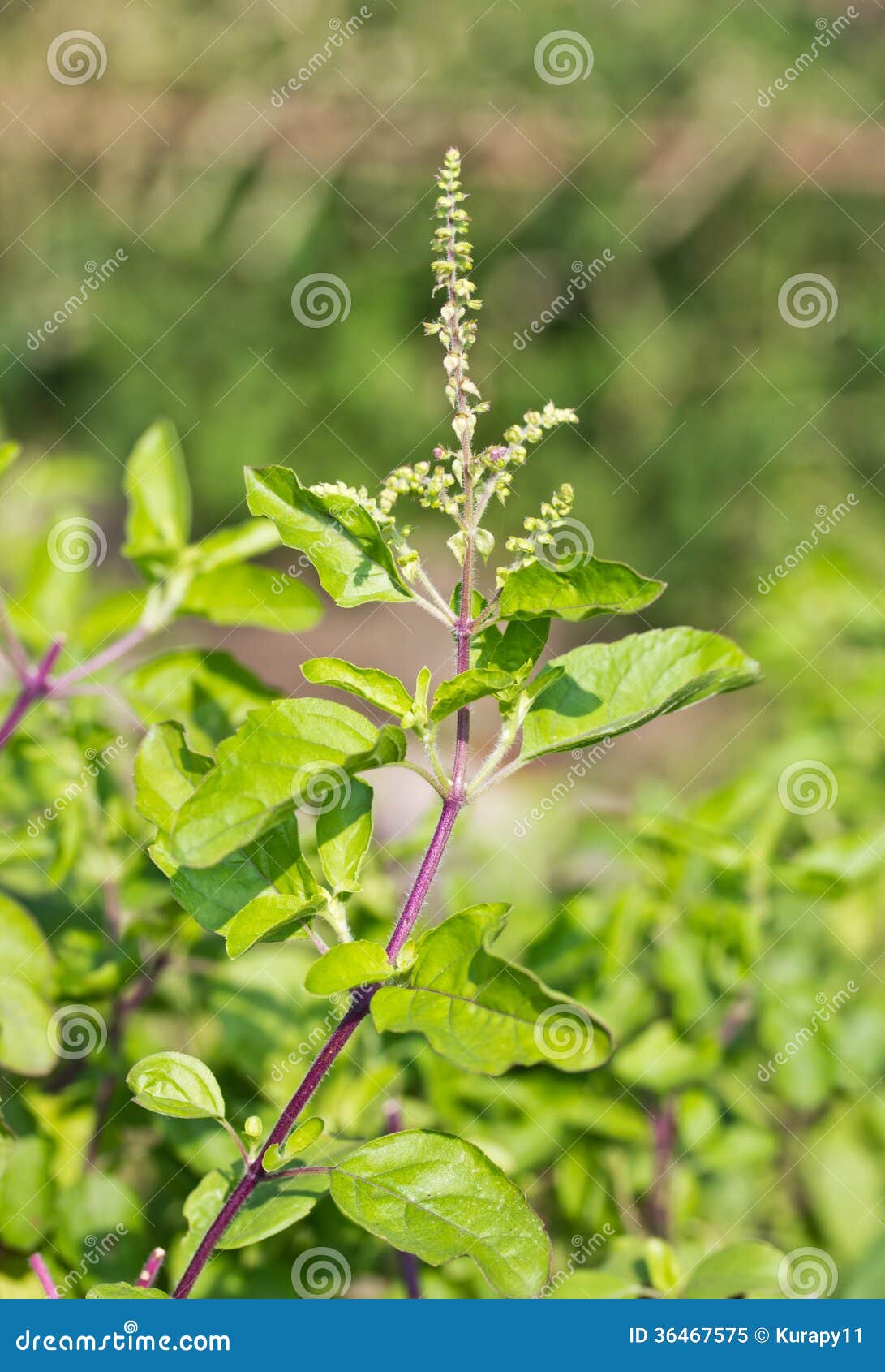 Holy basil stock image. Image of stalk, medical, asia - 36467575