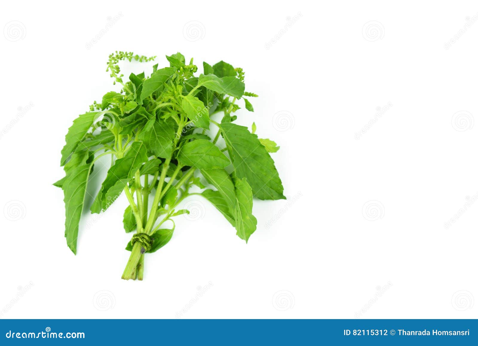 Holy Basil or Hot Basil, Ocimum Sanctum Stock Photo - Image of green ...