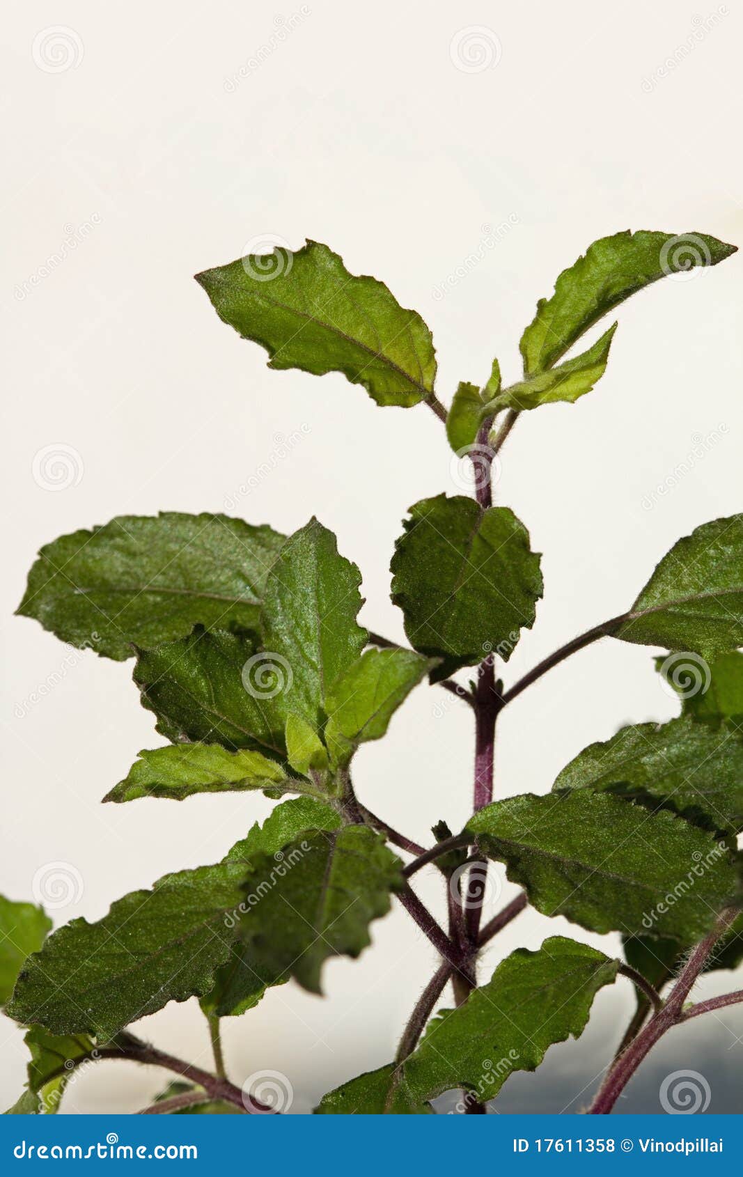 162 Krishna Thulasi Photos - Free & Royalty-Free Stock Photos from ...