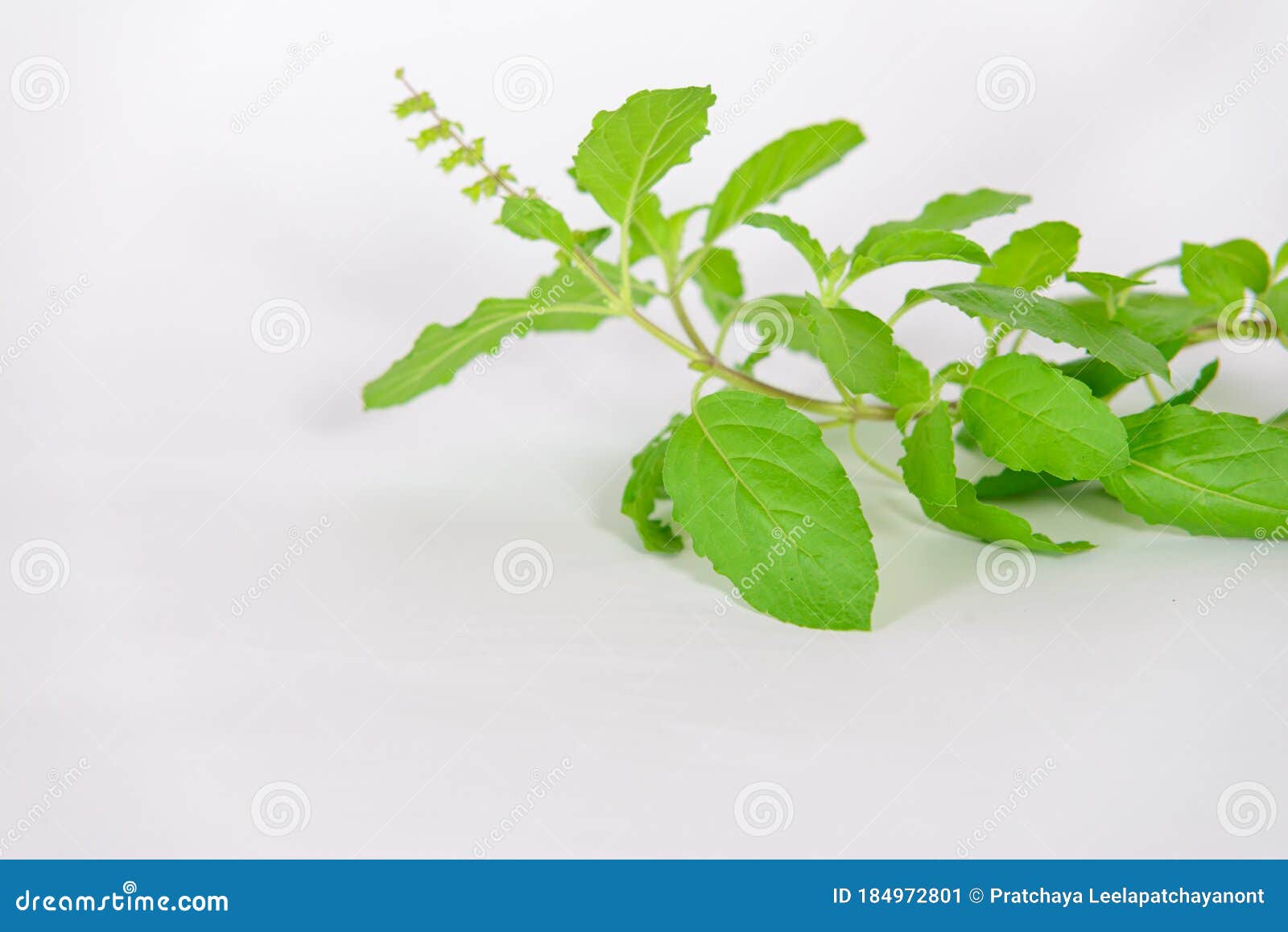 Holy Basil Leaves and Flowers on White Background Stock Image - Image ...
