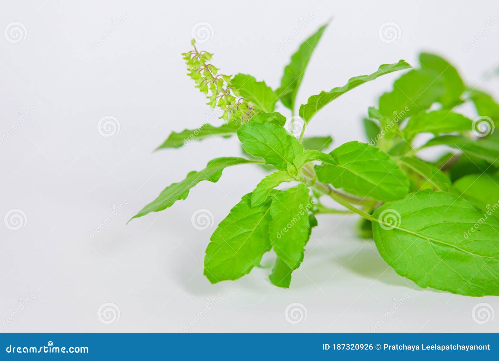 Holy Basil Leaves and Flowers on White Background Stock Photo - Image ...
