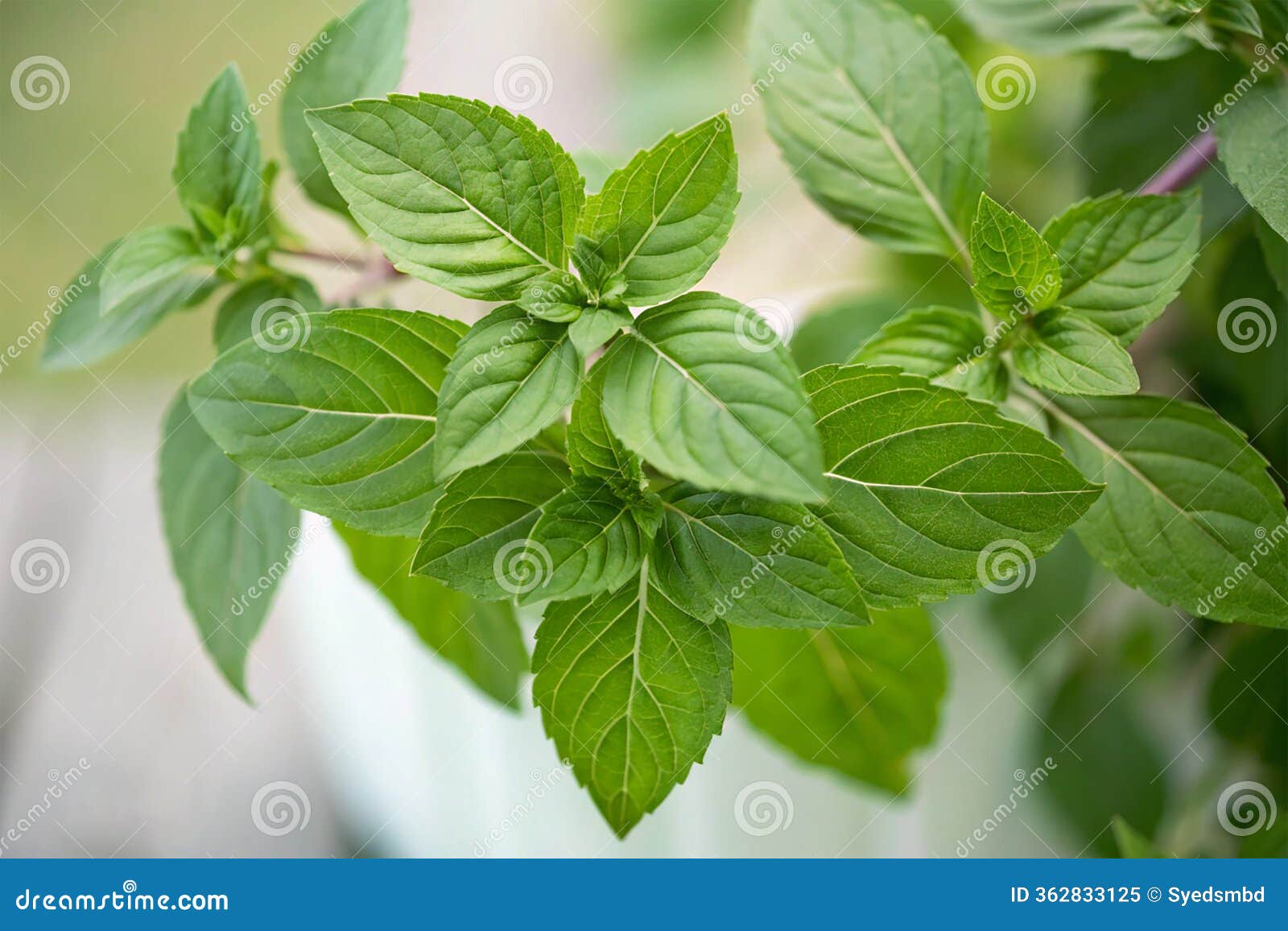Holy Basil (tulsi), Medicinal Plant Isolated On White Background ...