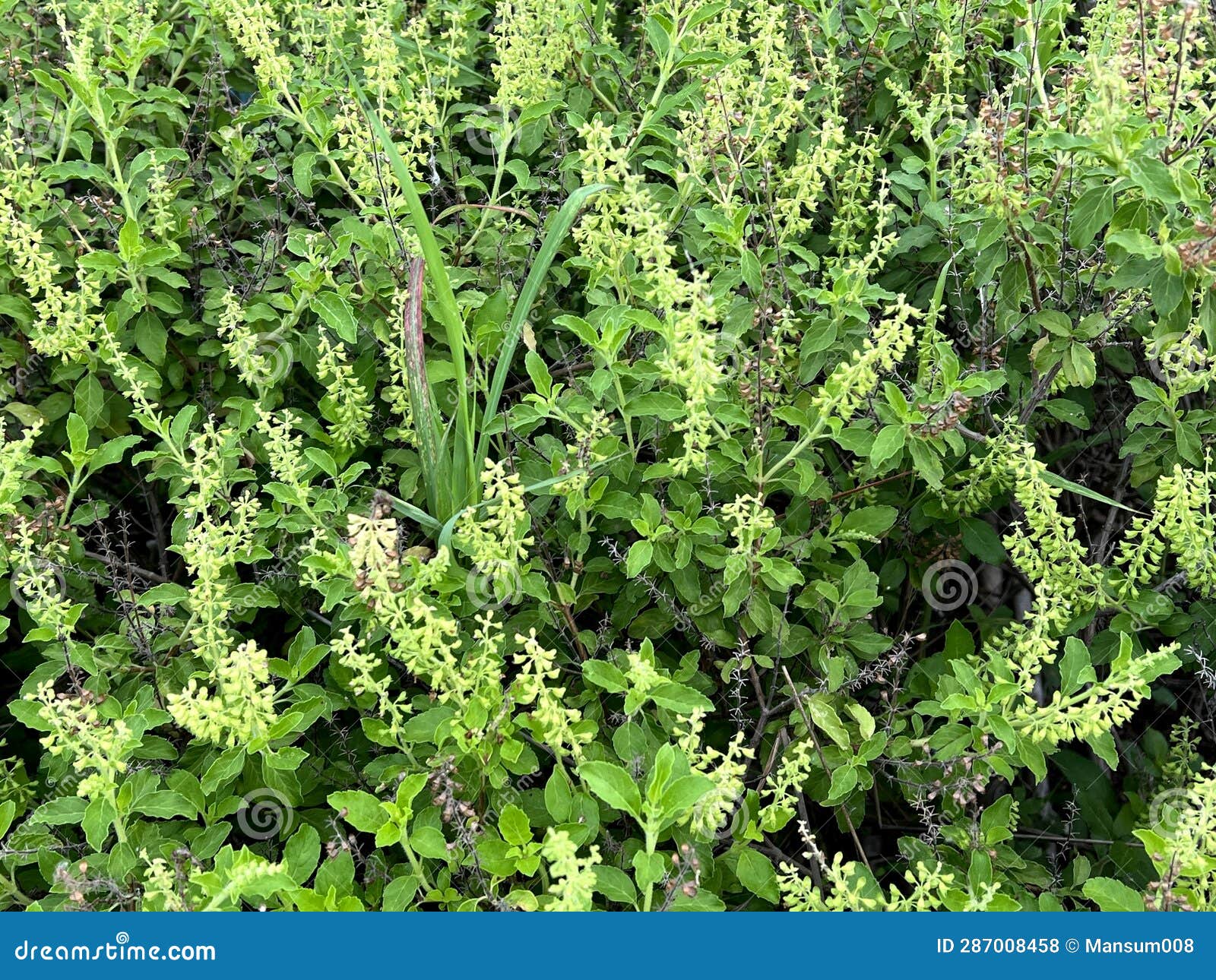Holy Basil in Nature Garden Stock Photo - Image of botany, grass: 287008458
