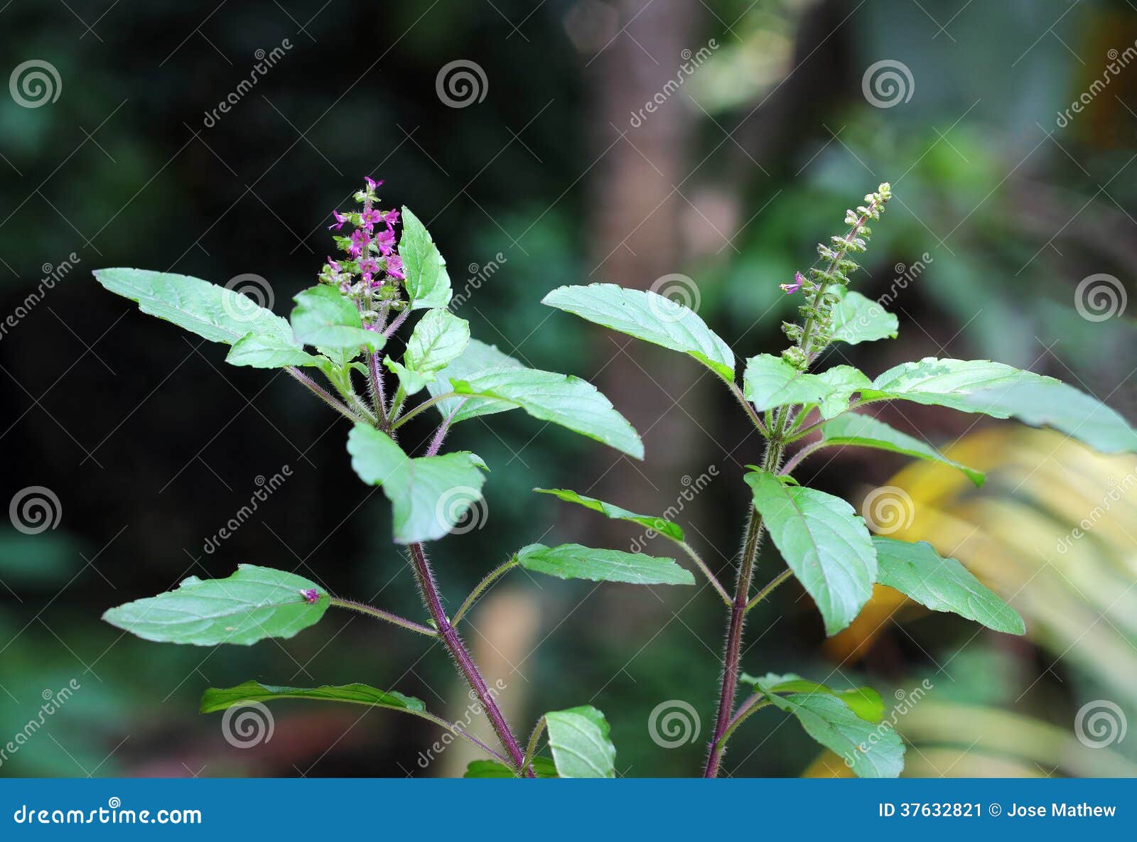 Holy Basil, Ocimum Sanctum stock image. Image of krishna - 37632821