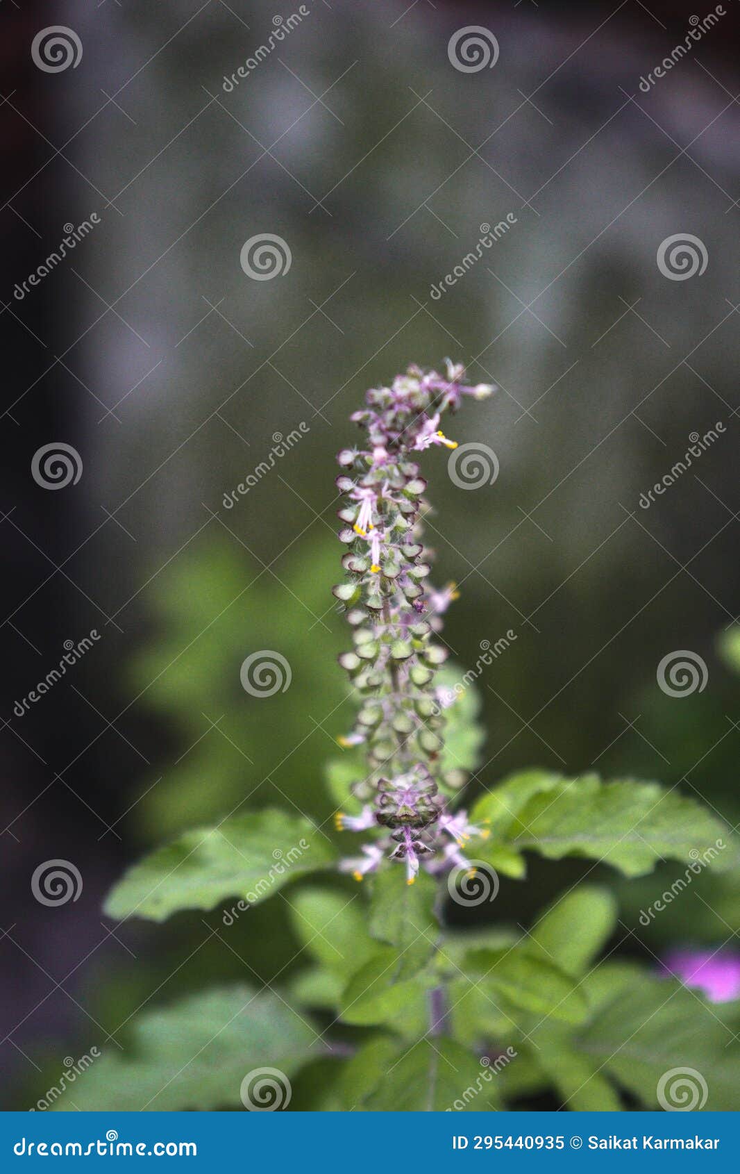 Holy Basil Plant Flower and Her Seeds Stock Image - Image of plant ...