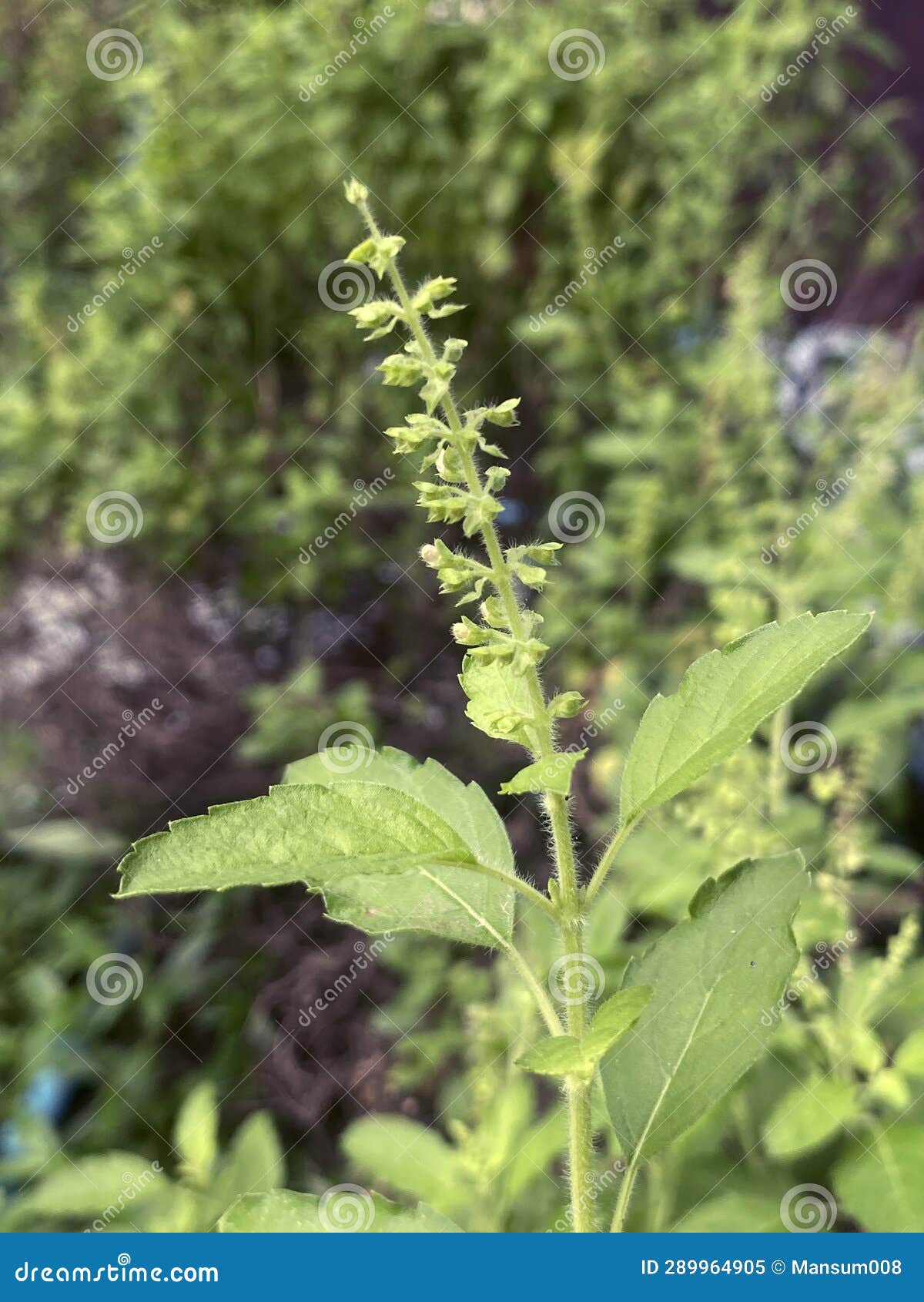 Holy Basil Plant in Nature Garden Stock Image - Image of holy, season ...