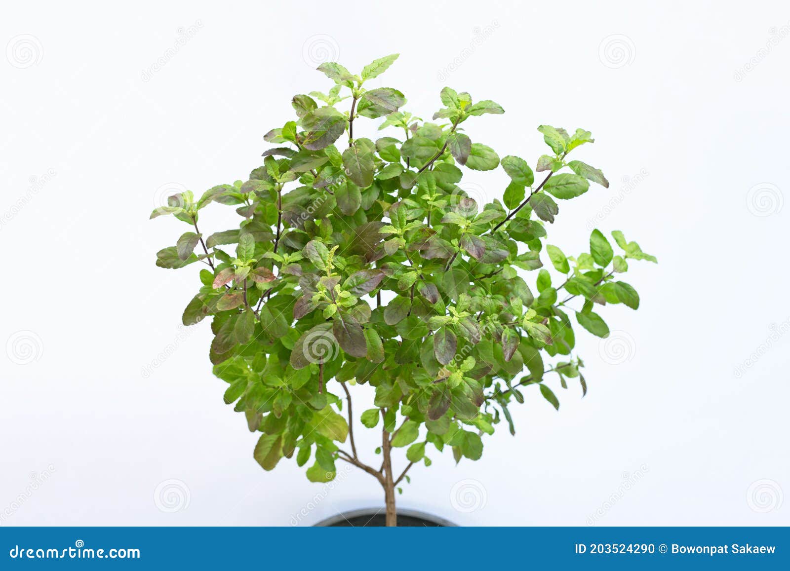 Holy Basil Plant on White Background Stock Photo - Image of bottle ...