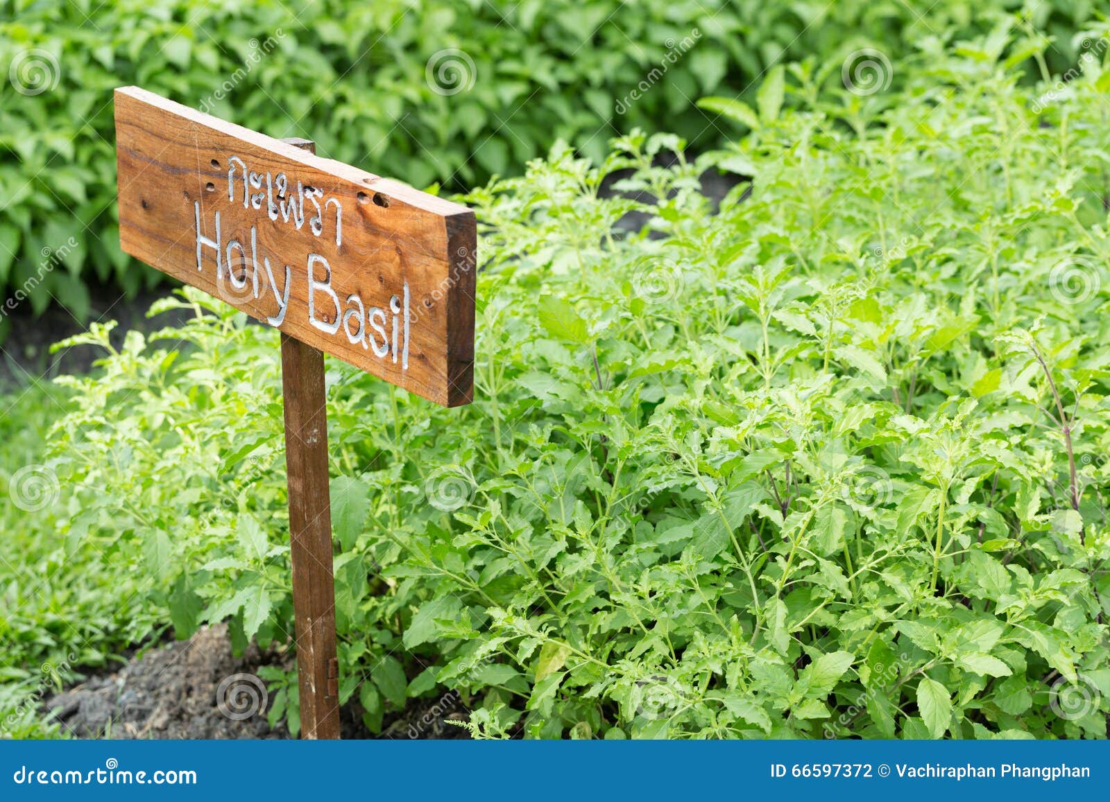 Holy basil plants stock photo. Image of tulsi, seed, fresh - 66597372