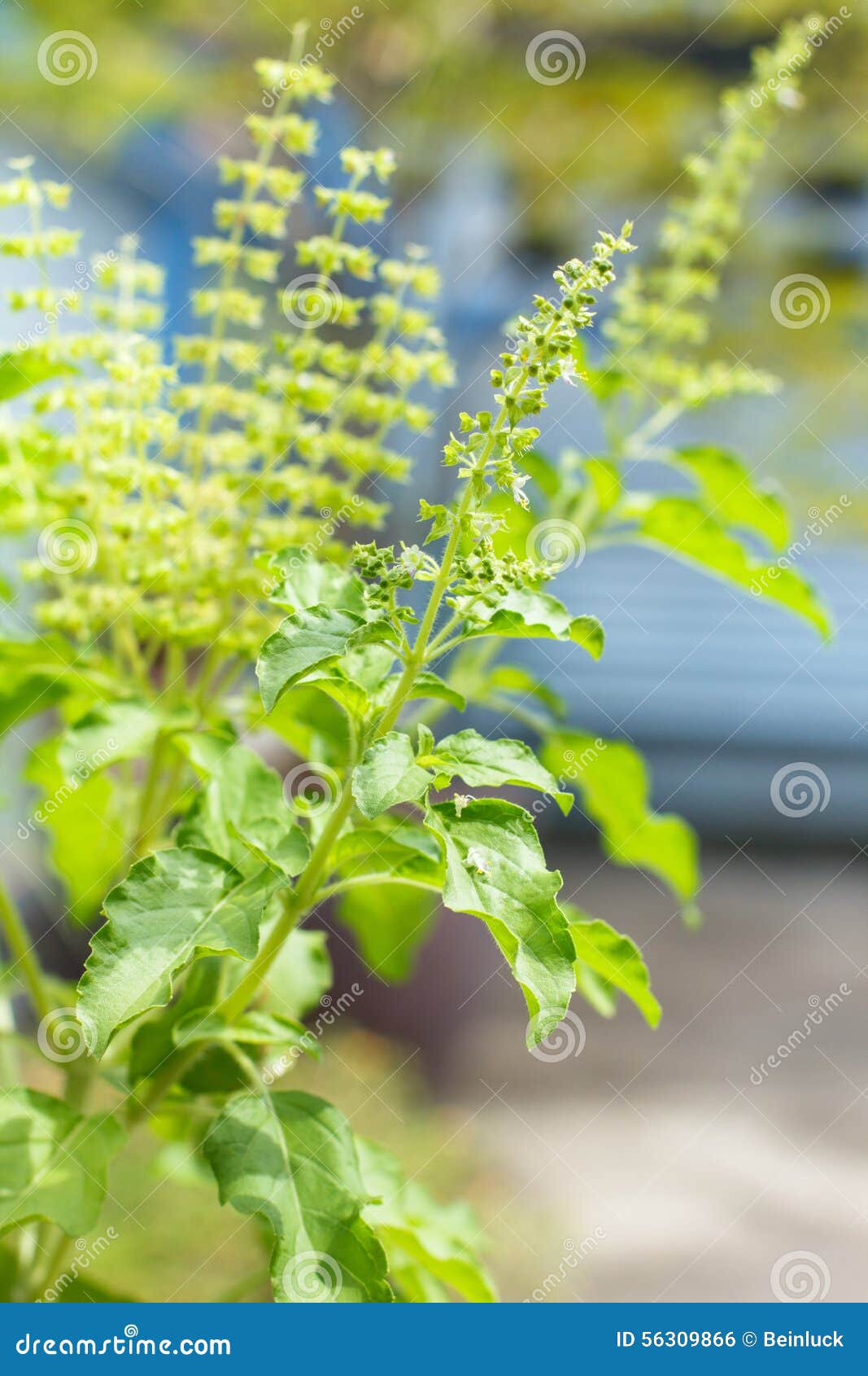 Holy basil tree blossom stock photo. Image of ayurveda - 56309866