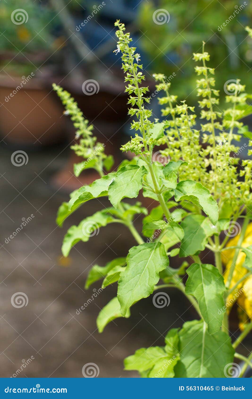 Holy basil tree blossom stock image. Image of nature - 56310465