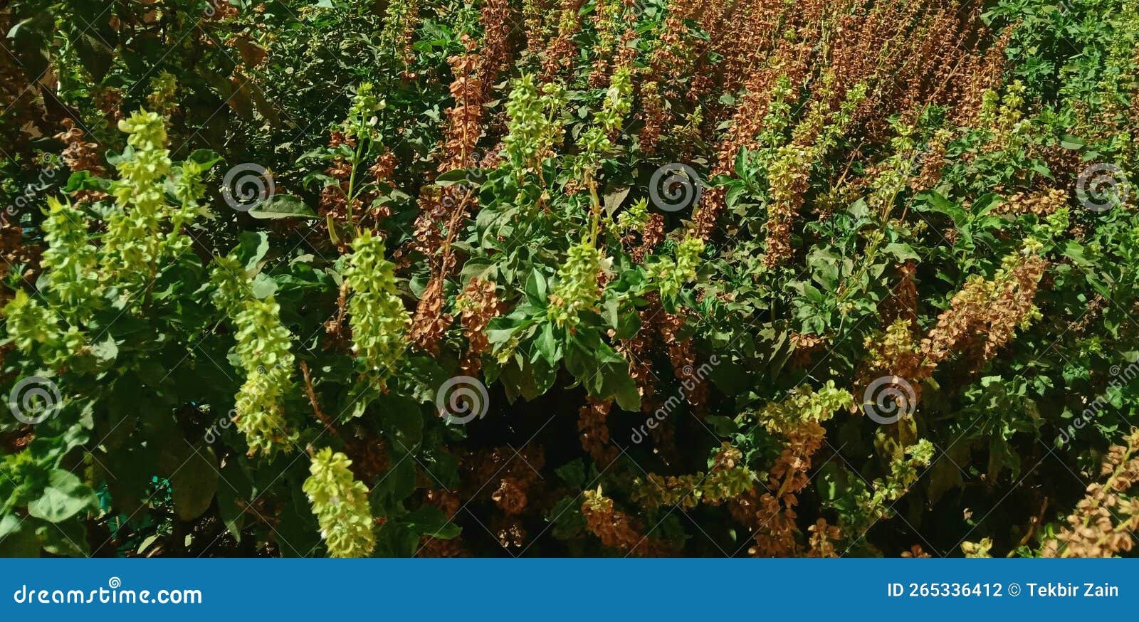 Holy Basil tree floral stock photo. Image of tree, basil - 265336412