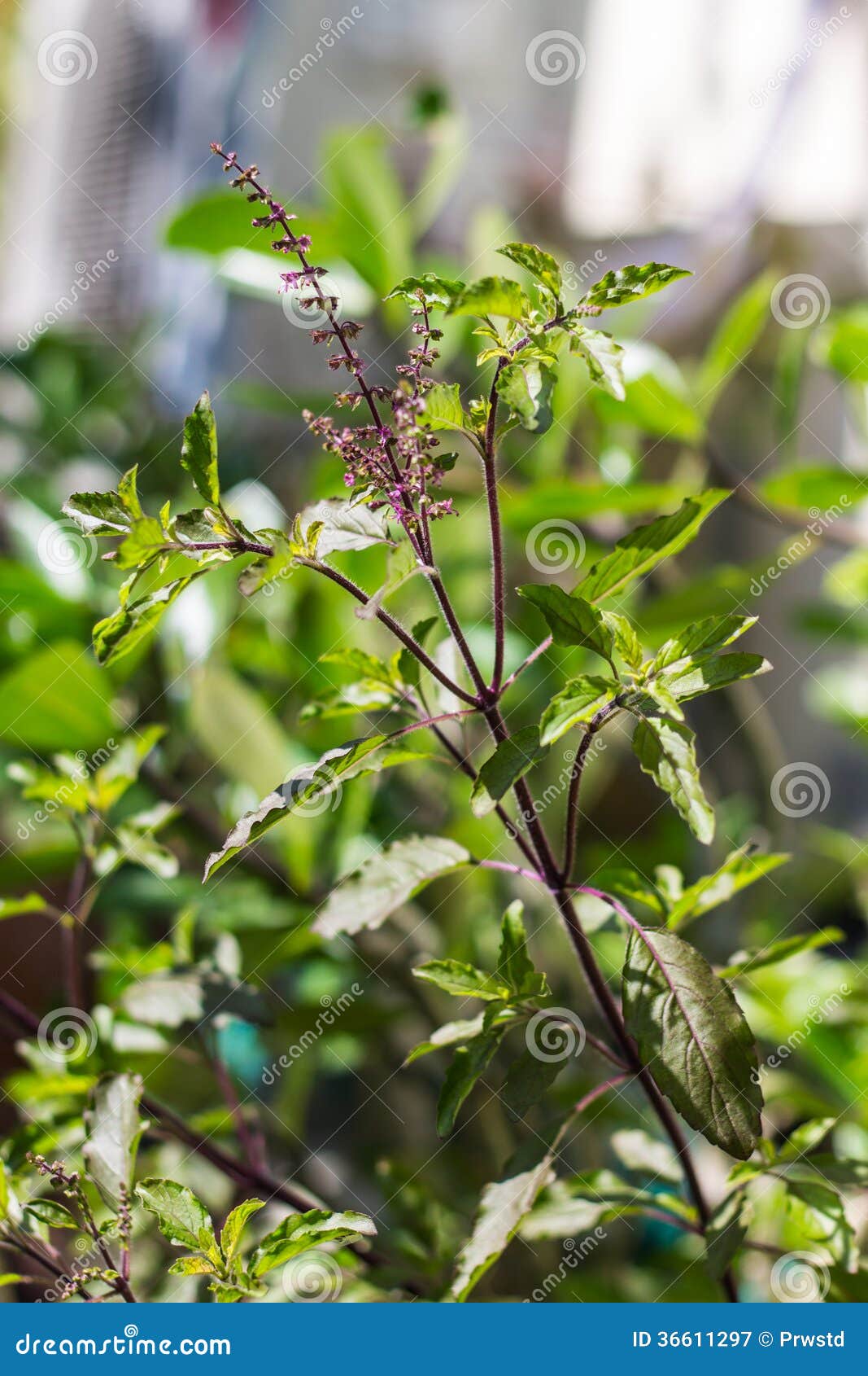 Holy basil tree stock image. Image of scented, freshness - 36611297