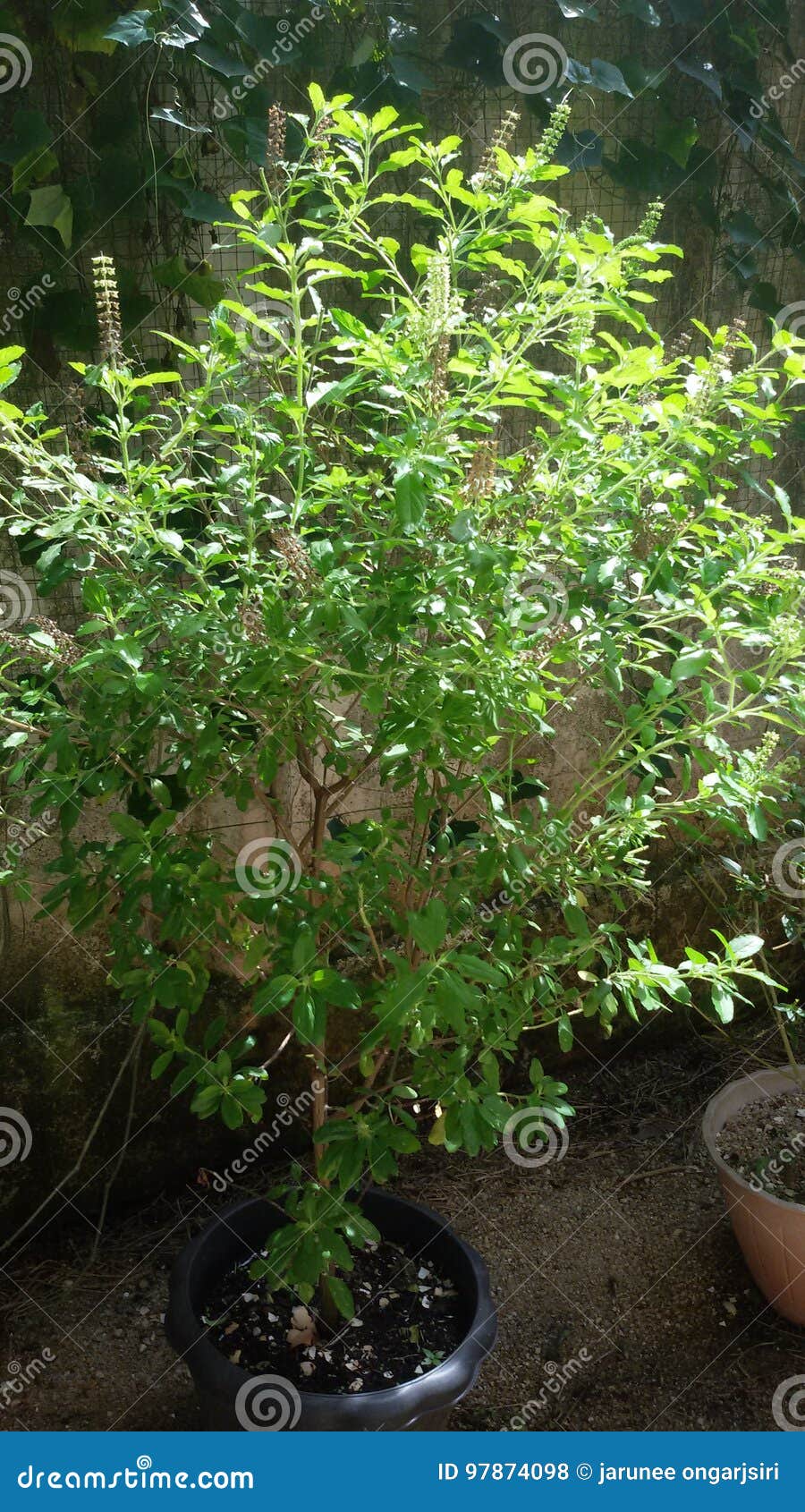 Holy basil tree stock photo. Image of tree, thai, basil - 97874098
