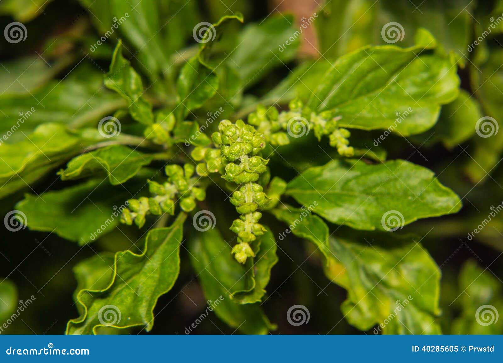 Holy basil tree stock image. Image of lemon, spice, ocimum - 40285605