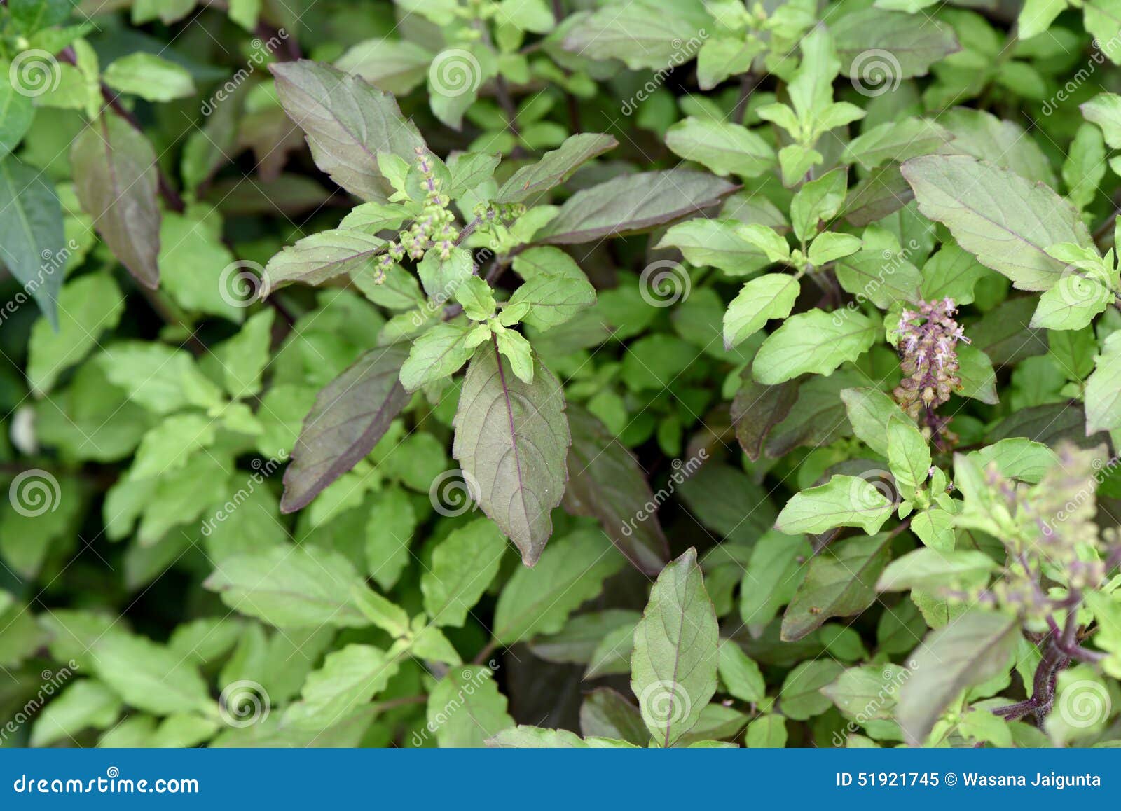 Holy basil trees. stock image. Image of nature, medicine - 51921745