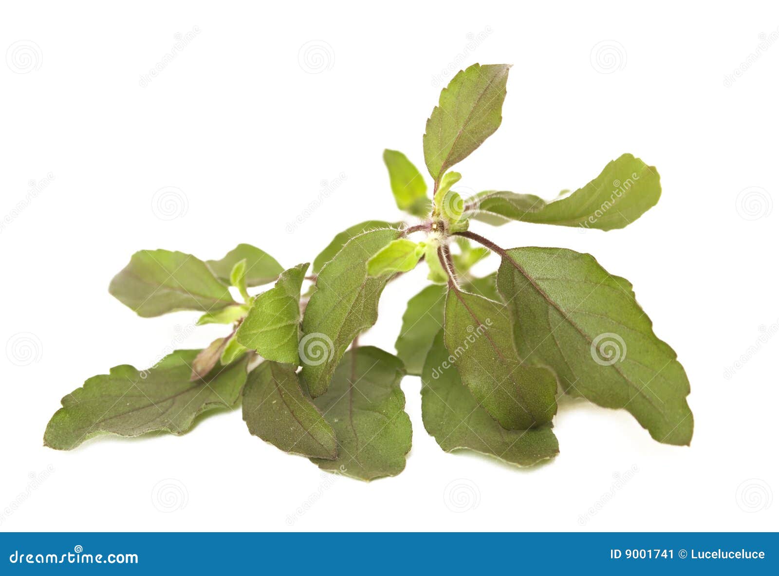 Holy Basil Plant Or Indian Krishna Tulsi , The Queen Of Herb Holy Plant ...