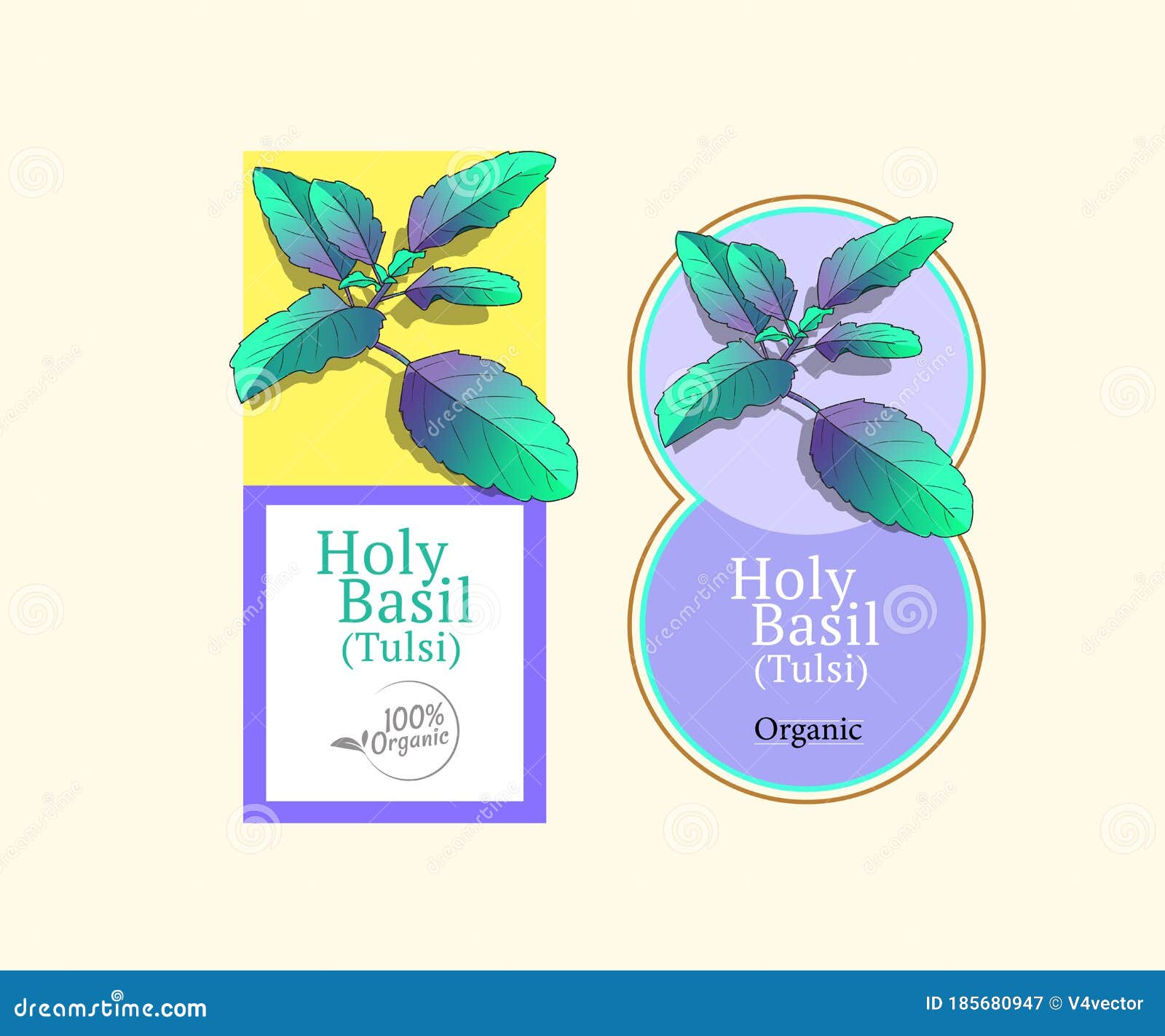 Holy basil or tulsi leaves stock vector. Illustration of flora - 185680947