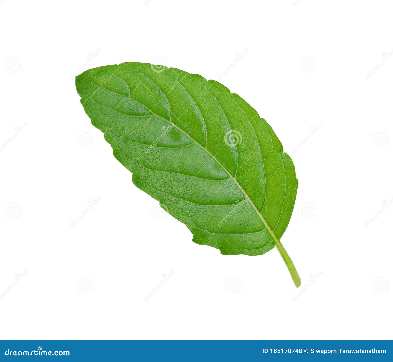 Holy Basil or Tulsi Leaves Isolated Over White Background Stock Photo ...