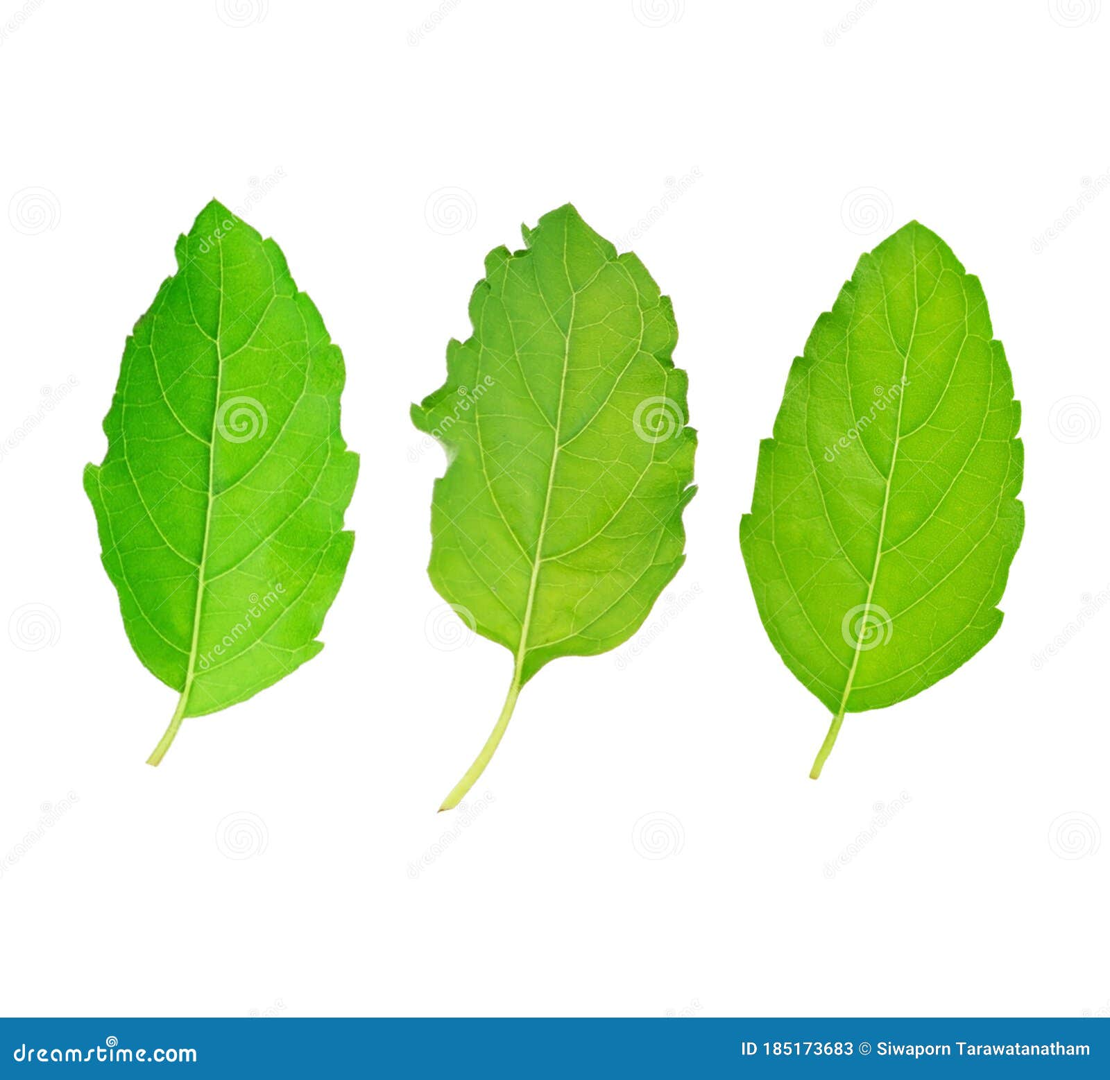 Single Tulsi Leaf