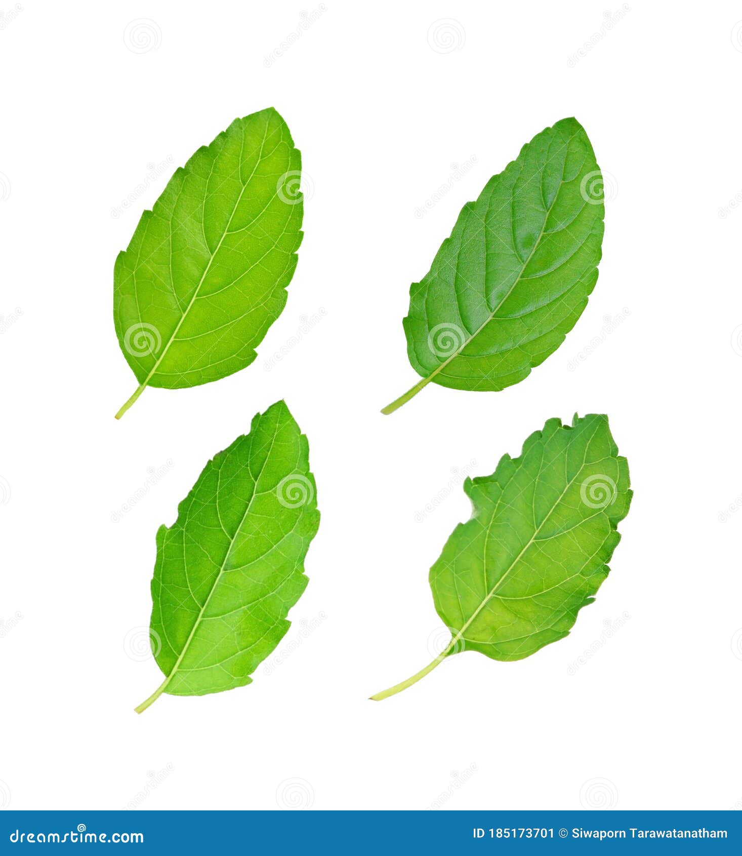 Single Tulsi Leaf