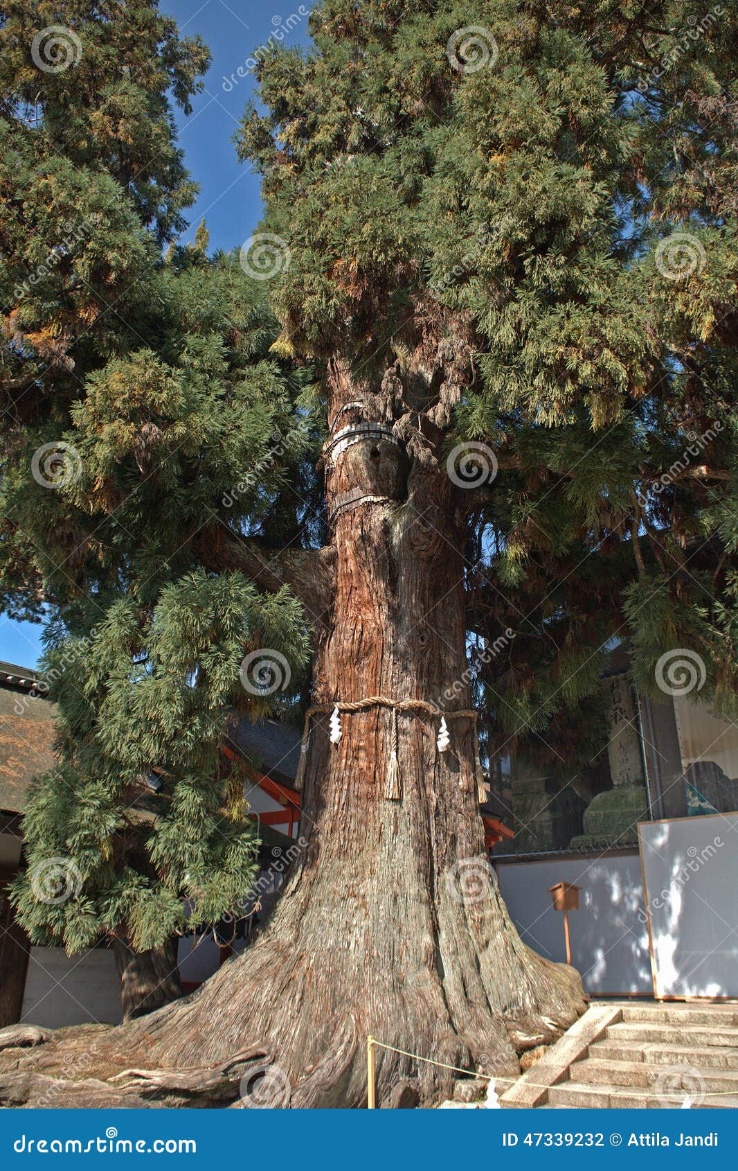 Holy Cedar Tree, Nara, Japan Stock Photo - Image of ghost, rope: 47339232