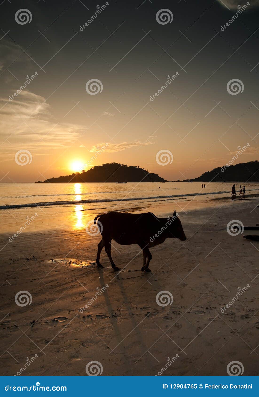 The holy cow stock image. Image of mammals, religions - 12904765