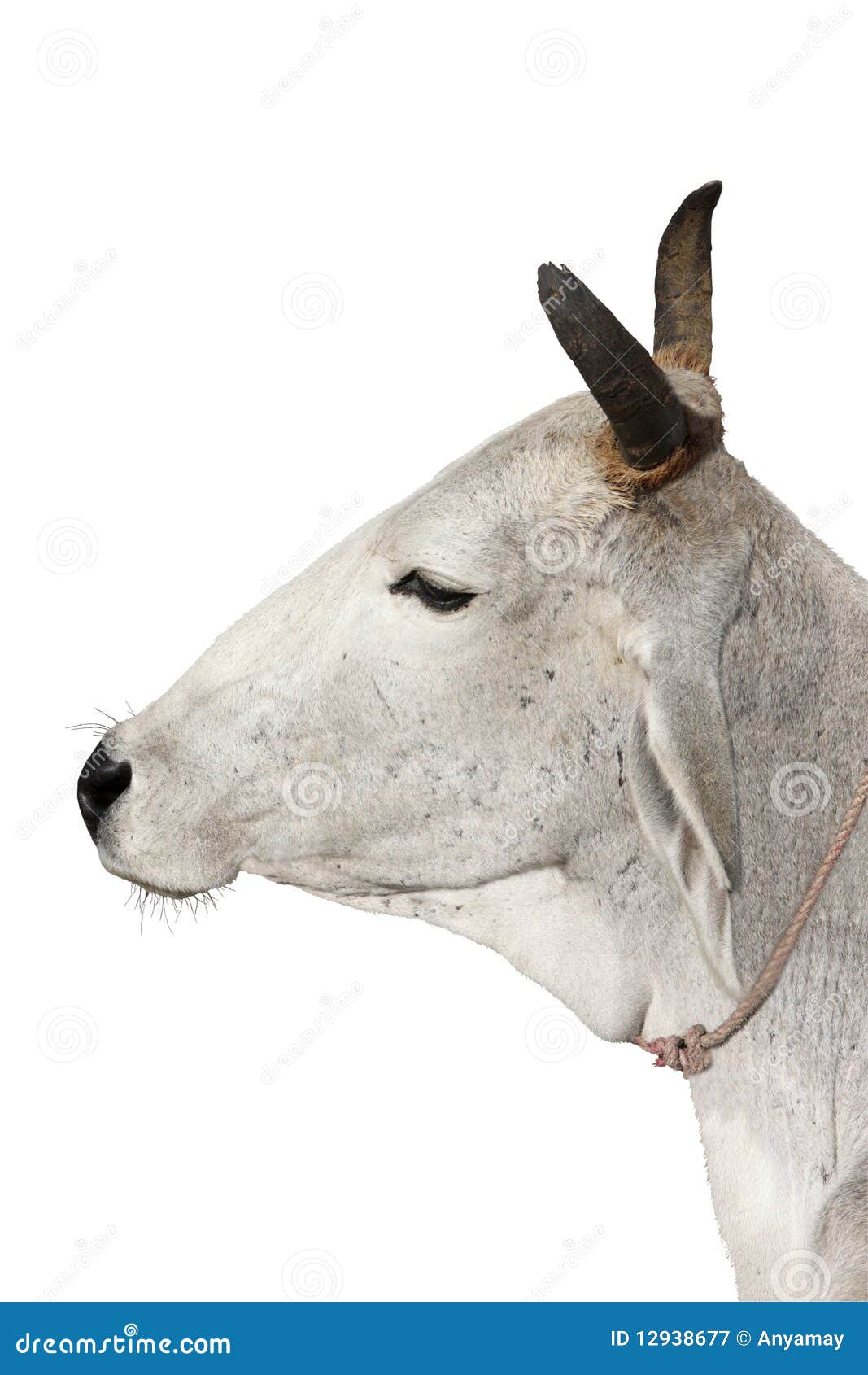 Holy cow stock image. Image of white, holy, close, hair - 12938677