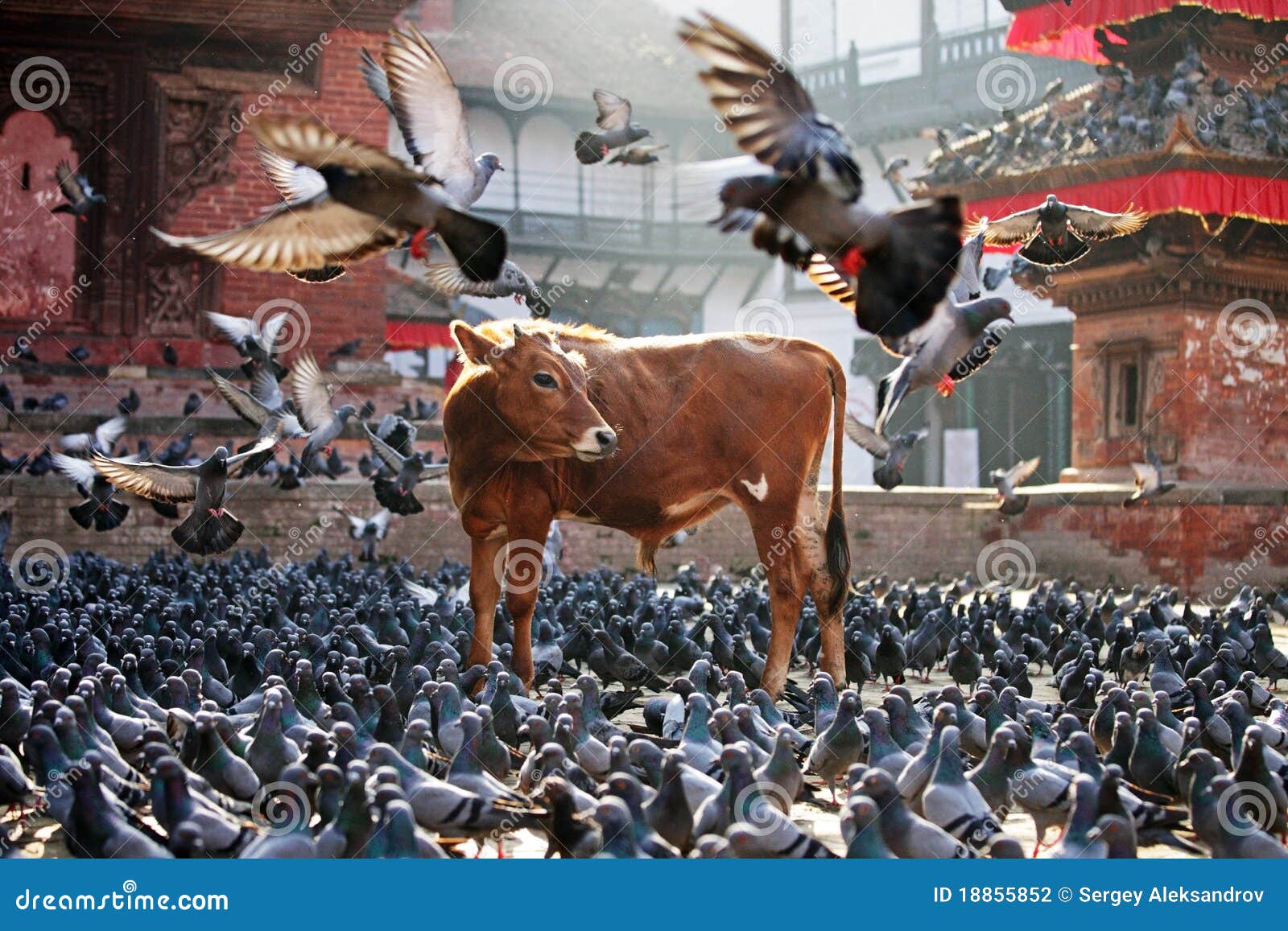 Holy Cow stock photo. Image of temple, durbar, kathmandu - 18855852