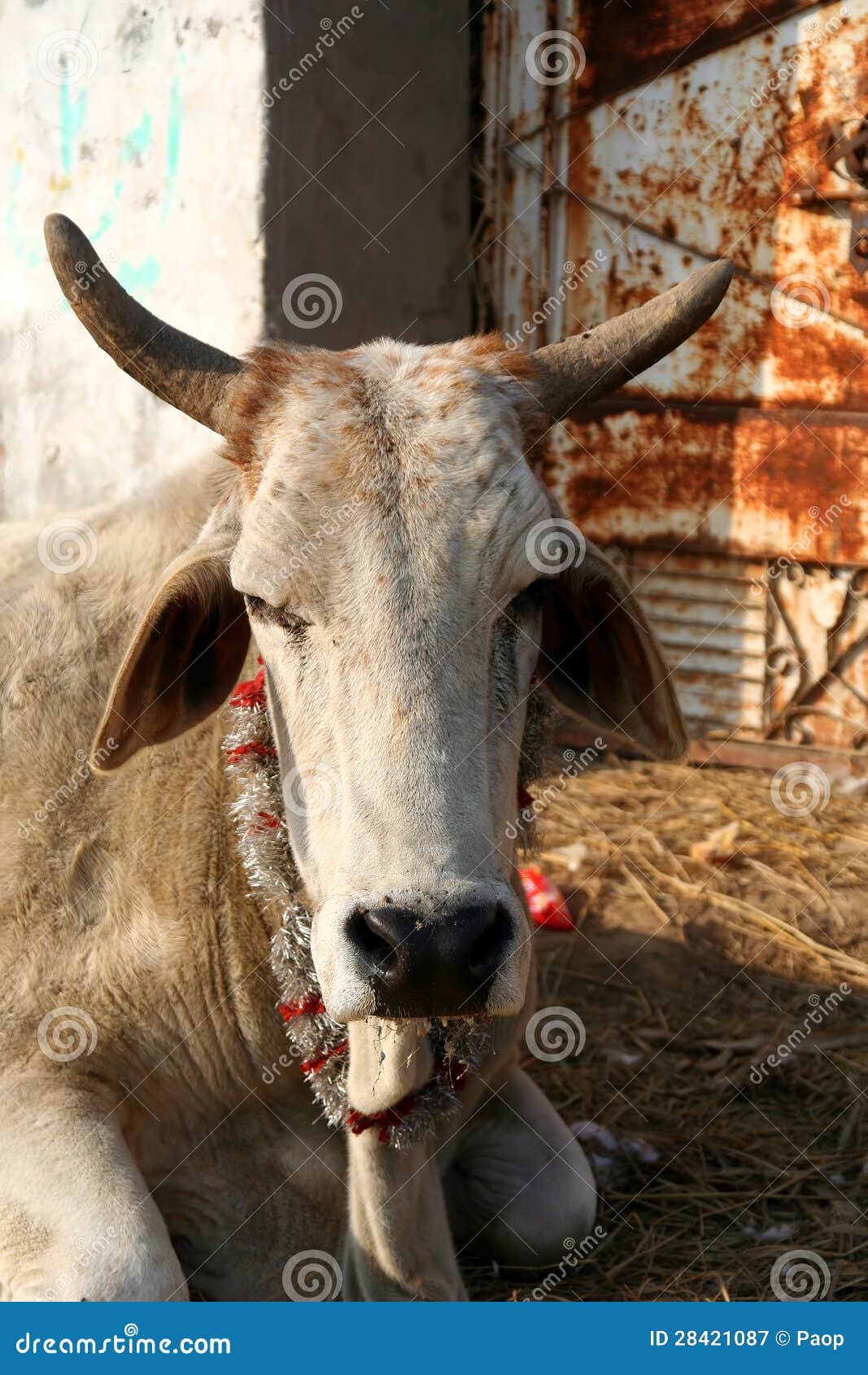 Holy cow stock image. Image of horn, bullock, countryside - 28421087