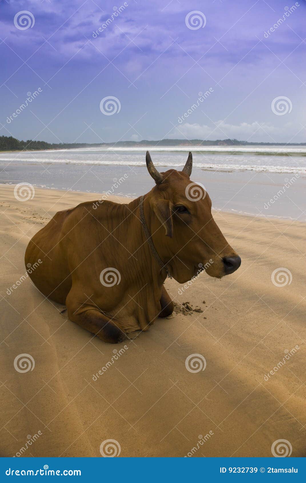 Holy cow stock image. Image of civilization, spirituality - 9232739