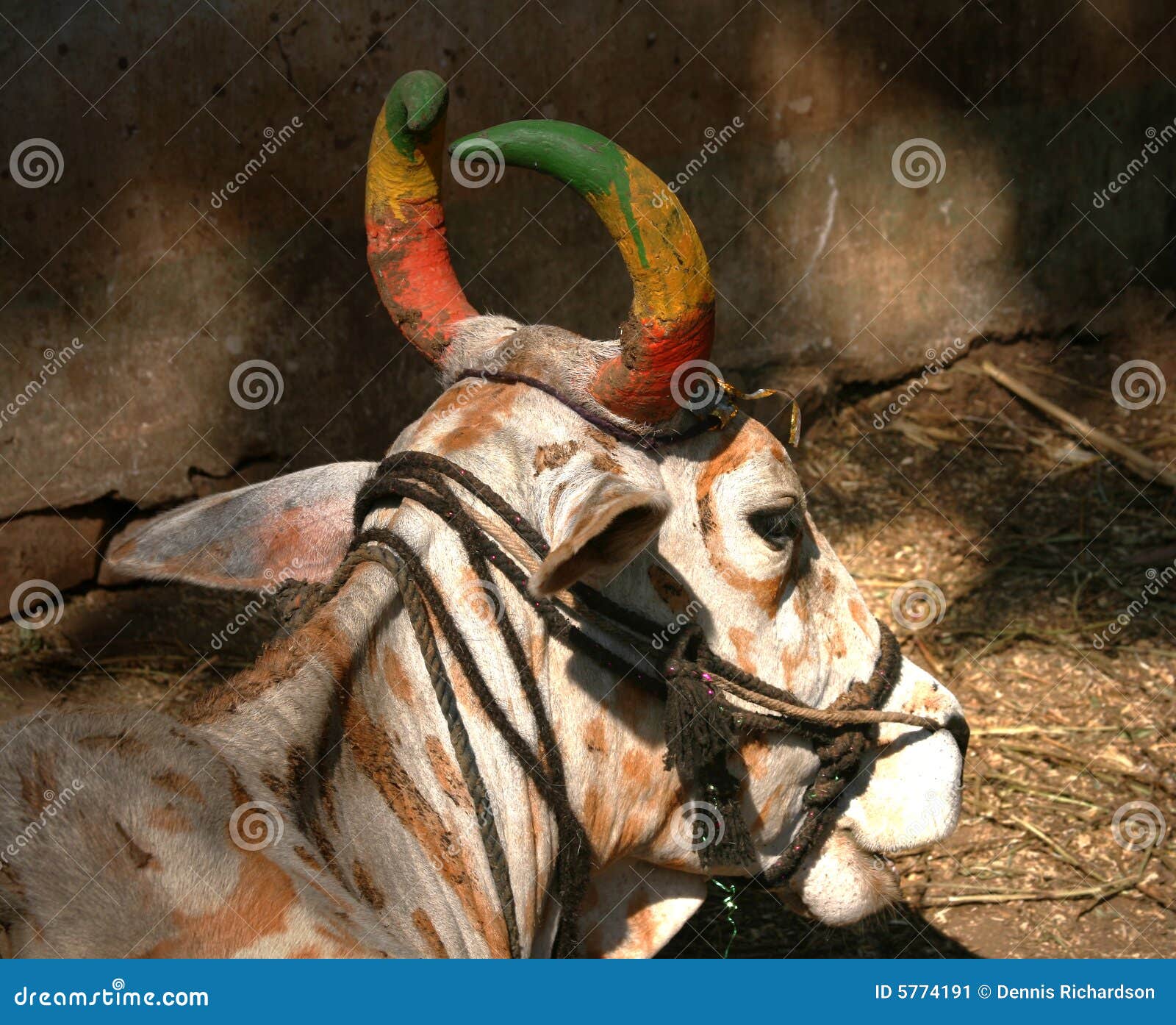 Holy cow, India stock image. Image of sacred, holi, diwali - 5774191